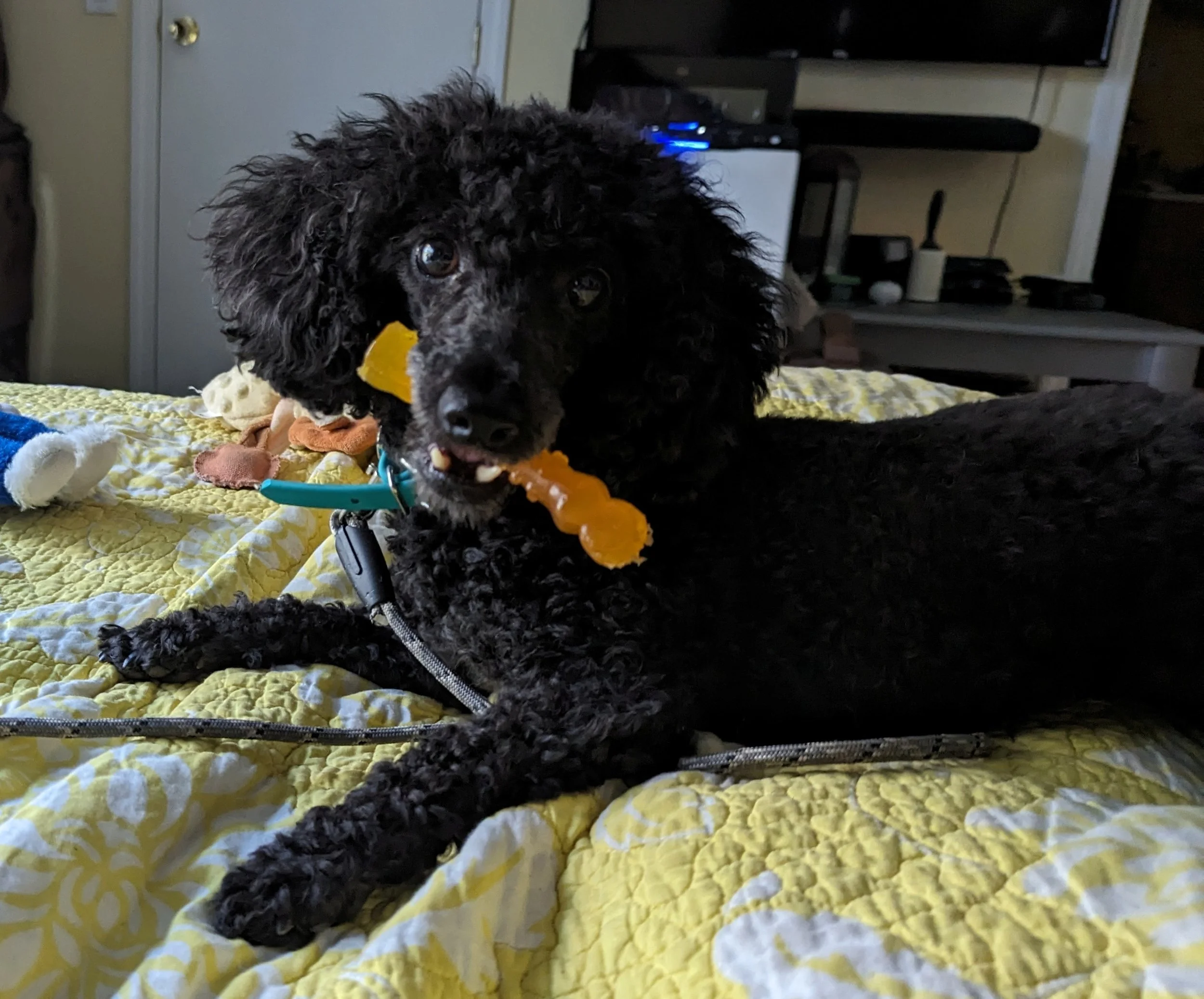 Services — Mid-Atlantic Poodle Rescue