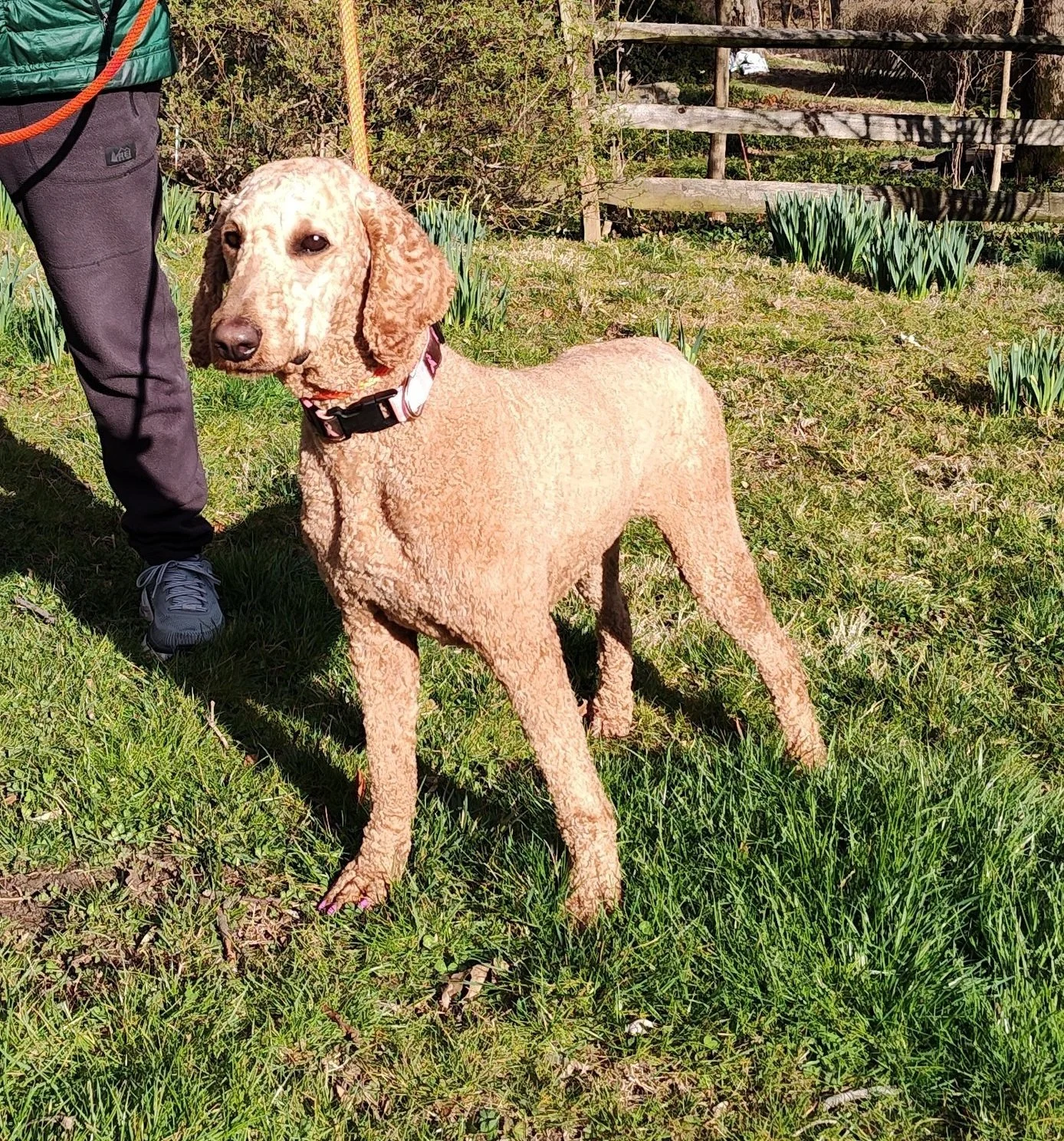 Services — Mid-Atlantic Poodle Rescue