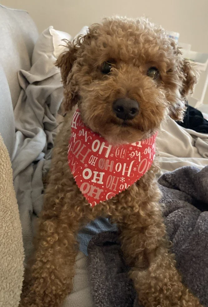 Services — Mid-Atlantic Poodle Rescue