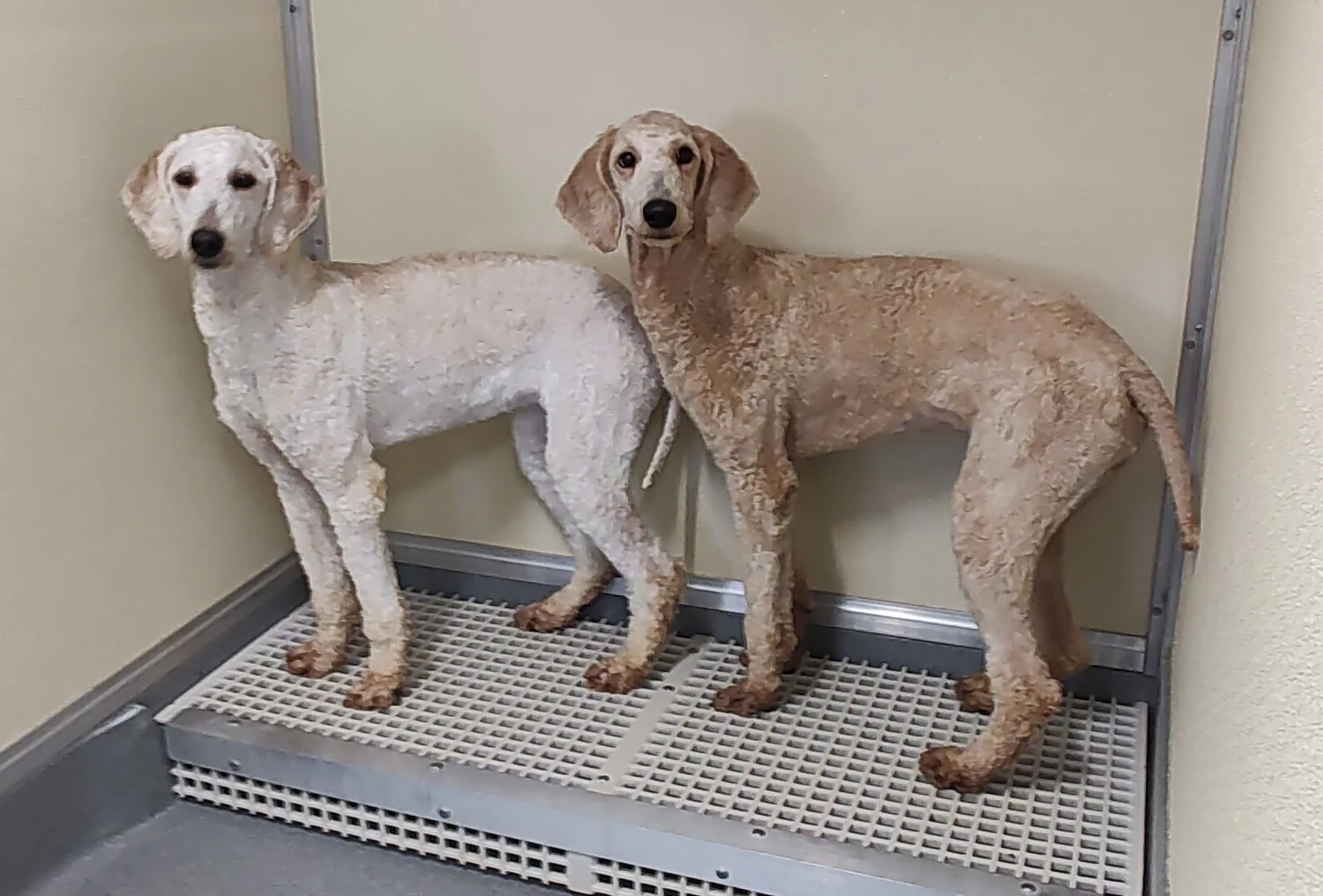 Services — Mid-Atlantic Poodle Rescue