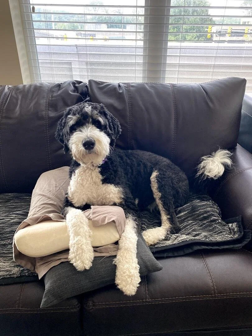 Services — Mid-Atlantic Poodle Rescue