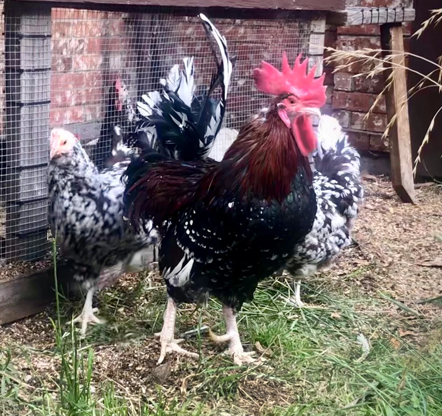 Circle C Ranch North | Chickens for Sale Texas