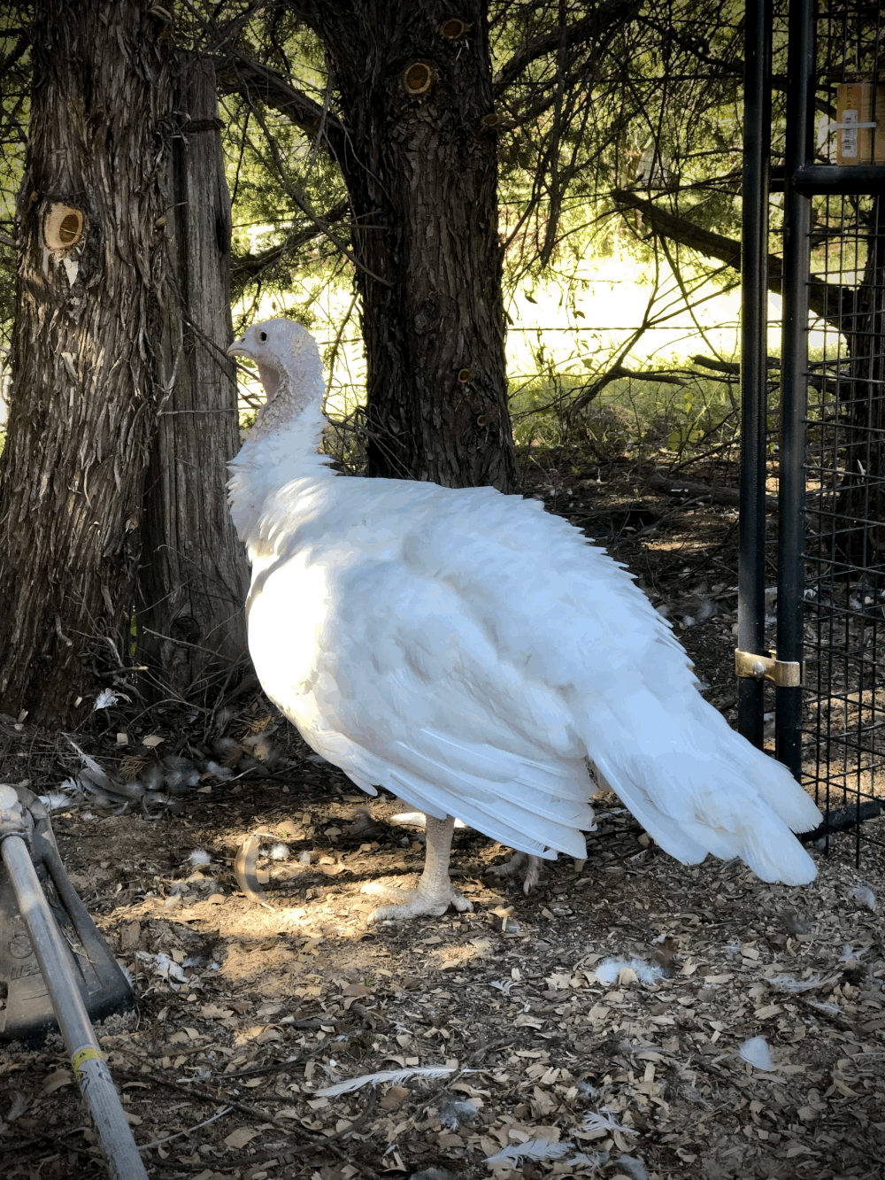 More Fowl for your flock > Turkeys, Pheasants and more — Circle C Ranch ...