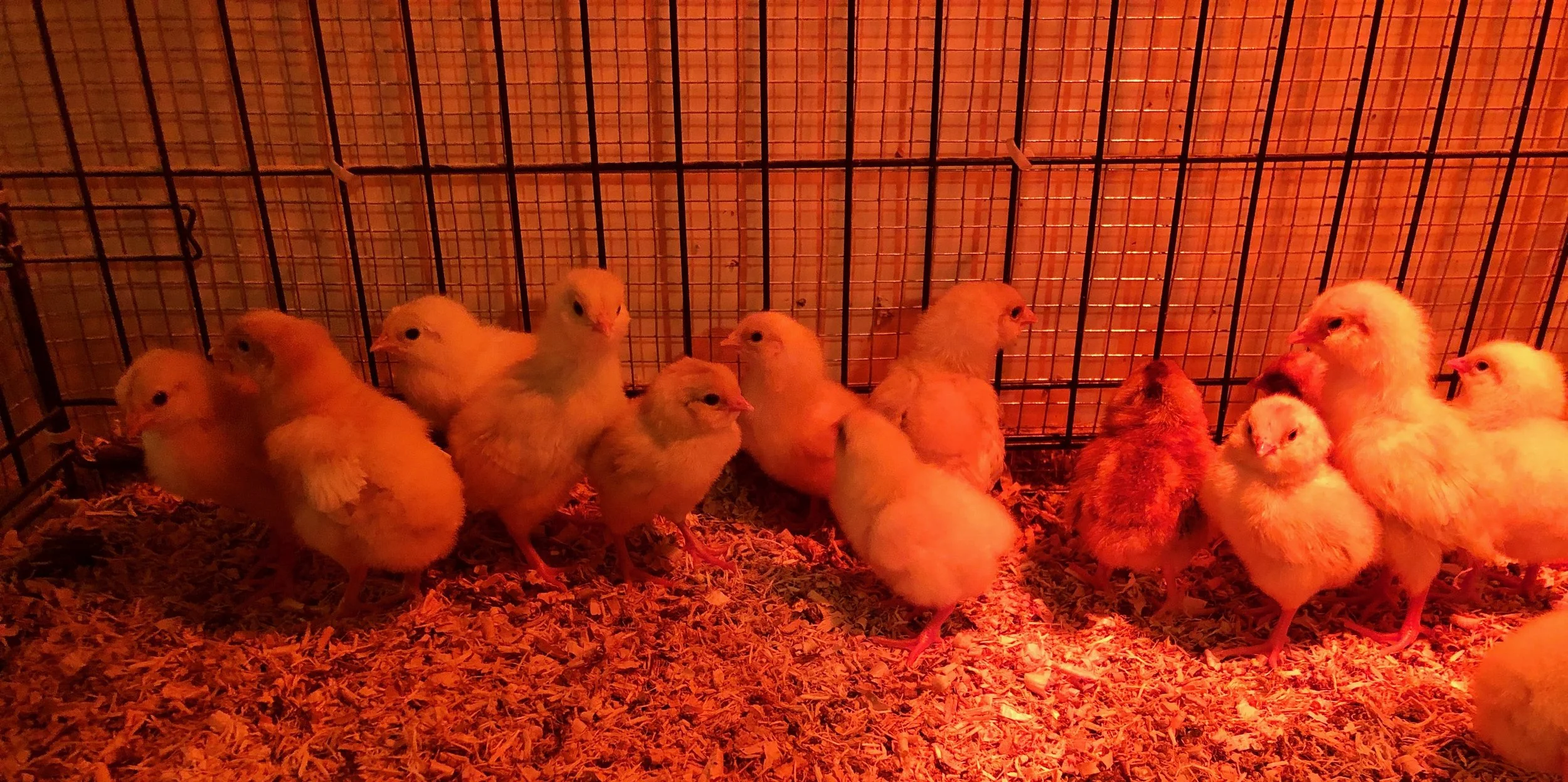 Circle C Ranch North | Chickens for Sale Texas
