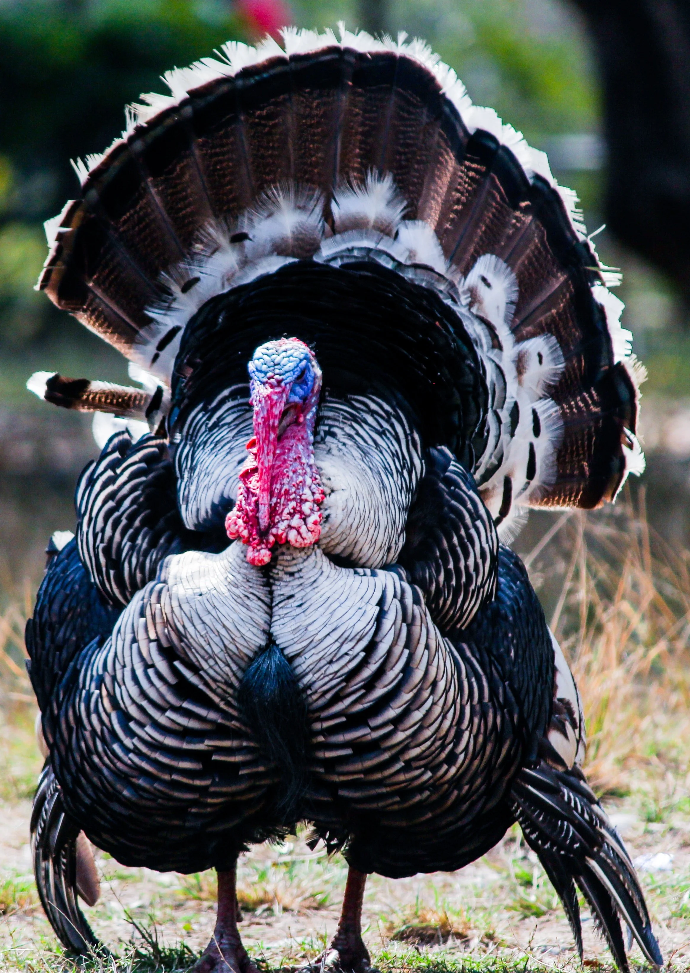 More Fowl for your flock > Turkeys, Pheasants and more — Circle C Ranch ...