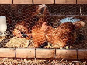 Circle C Ranch North | Chickens for Sale Texas