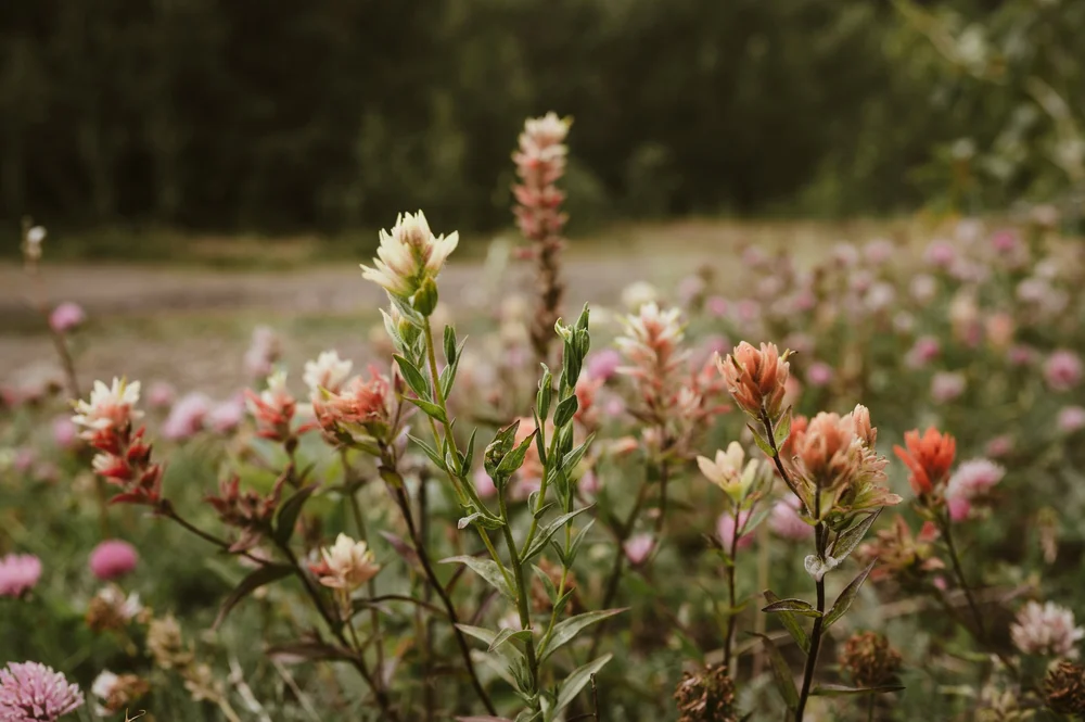 Earth In Bloom Photography | BC Wedding & Elopement Photographer