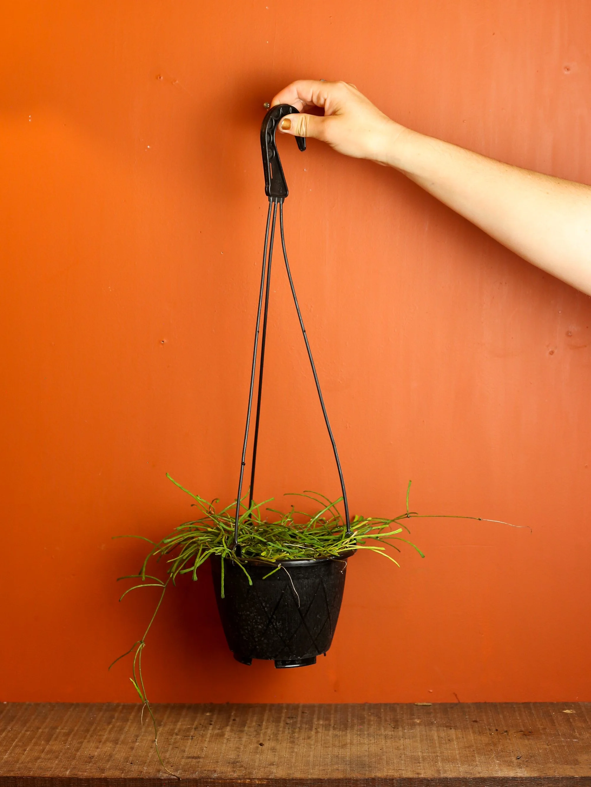 Pilea Peperomioides 4 Inch — RUINOUS REVIVED