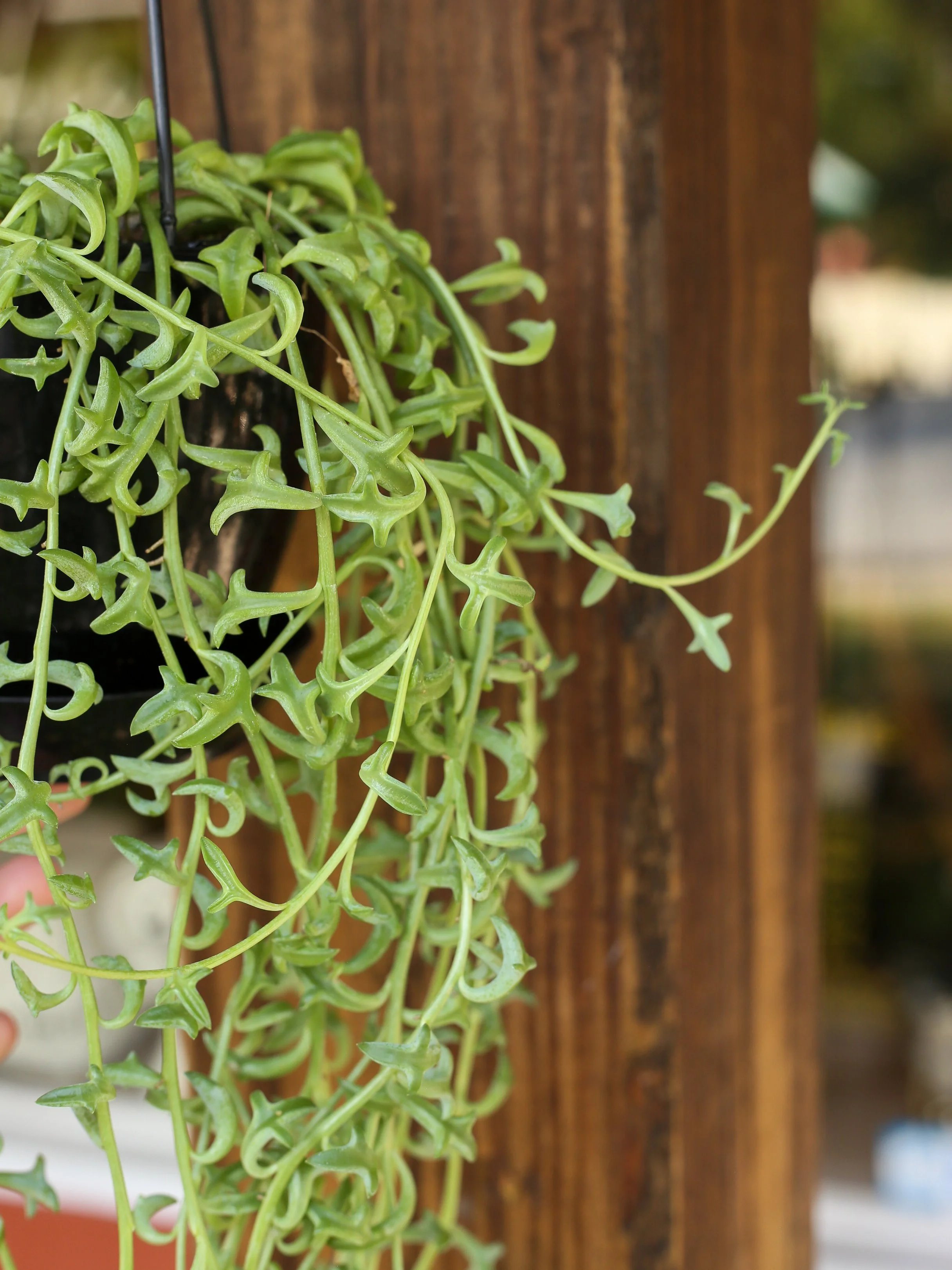 Heart Leaf Philodendron 6 Inch — RUINOUS REVIVED