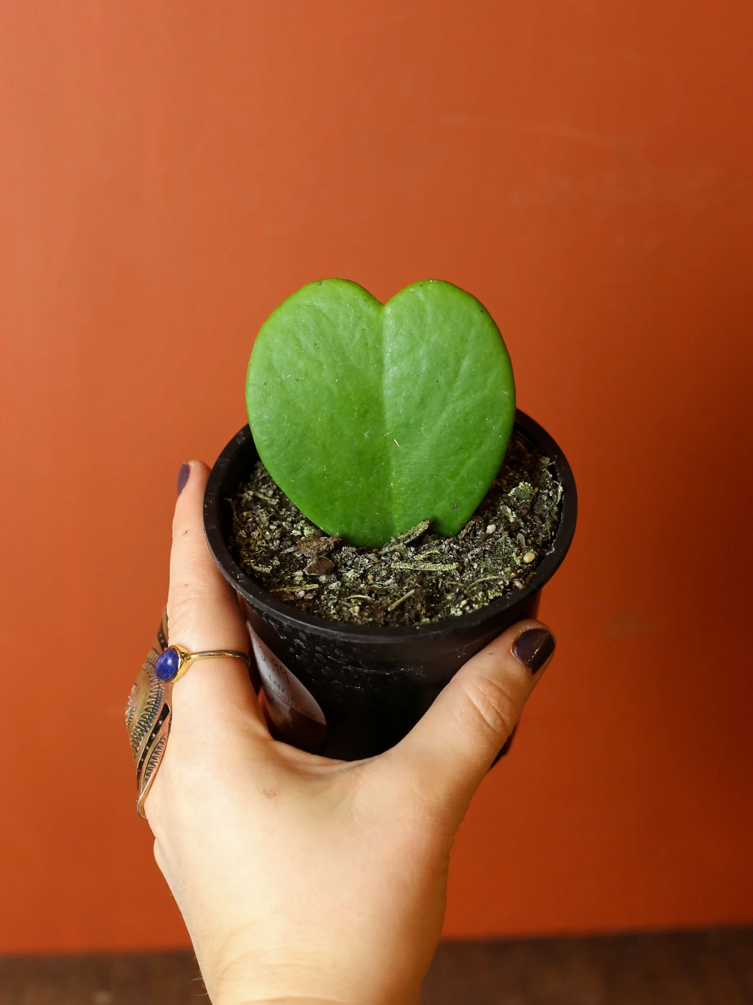 Pilea Peperomioides 4 Inch — RUINOUS REVIVED