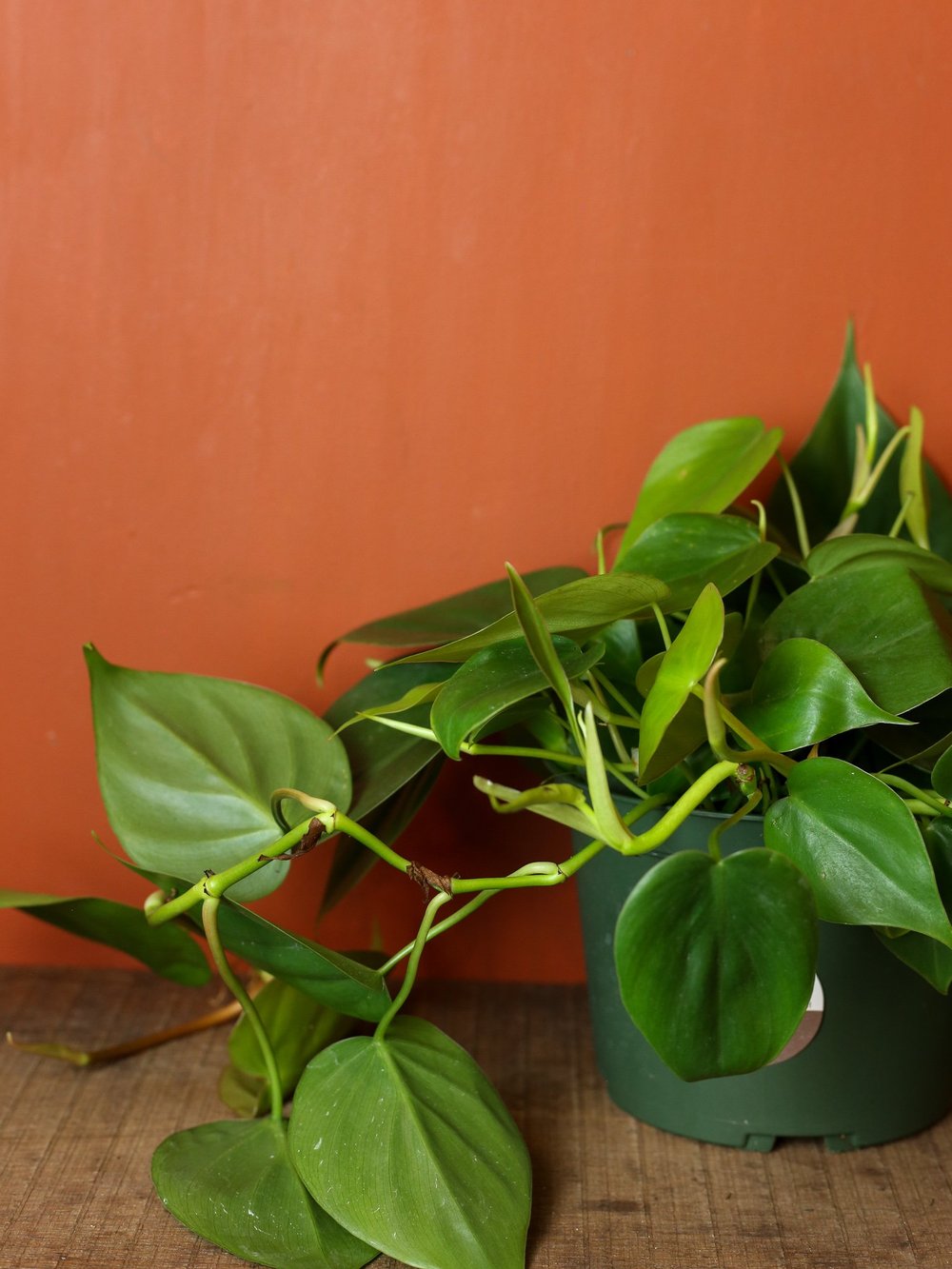 Indoor Heartleaf Philodendron