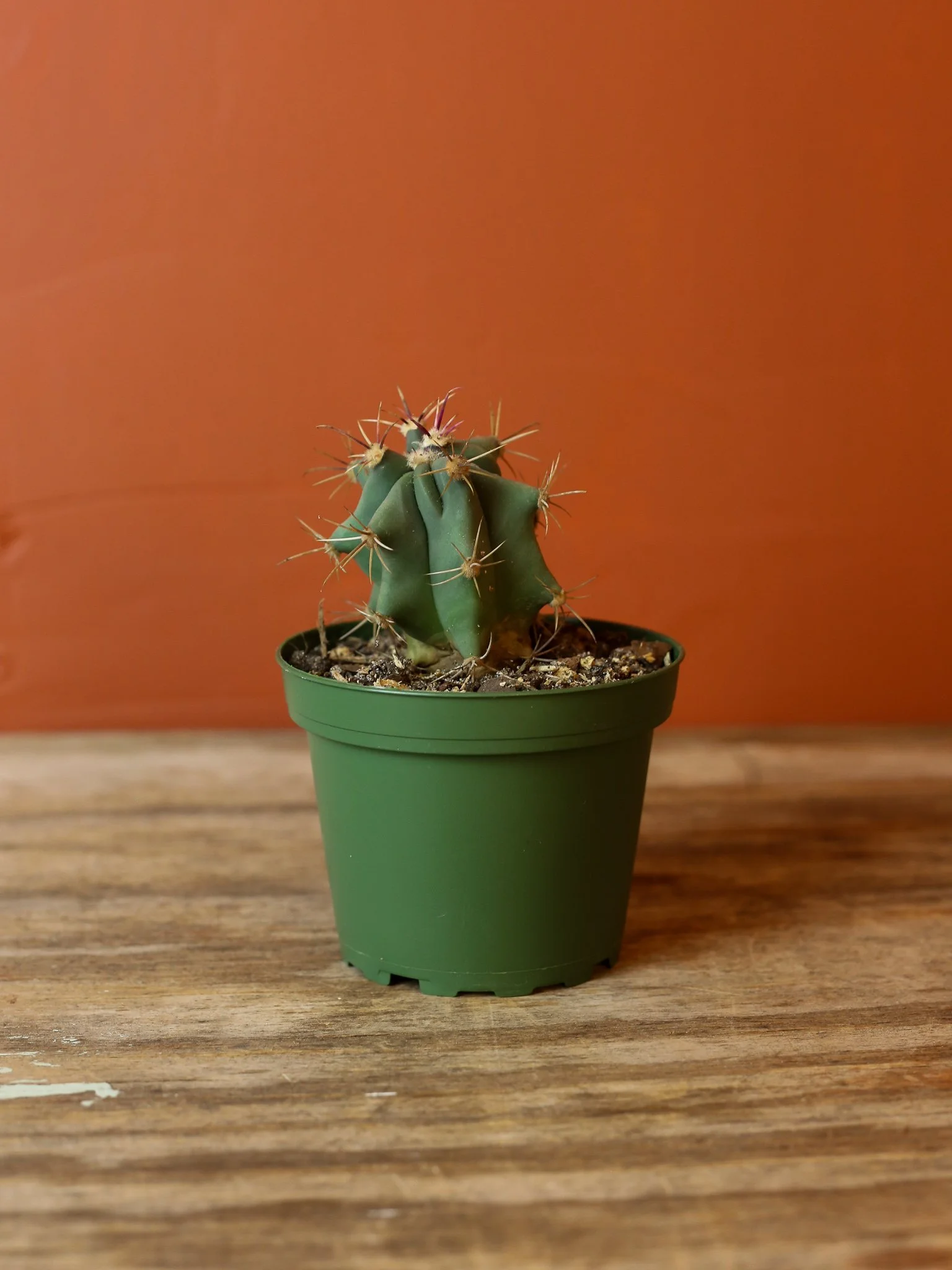 Pilea Peperomioides 4 Inch — RUINOUS REVIVED