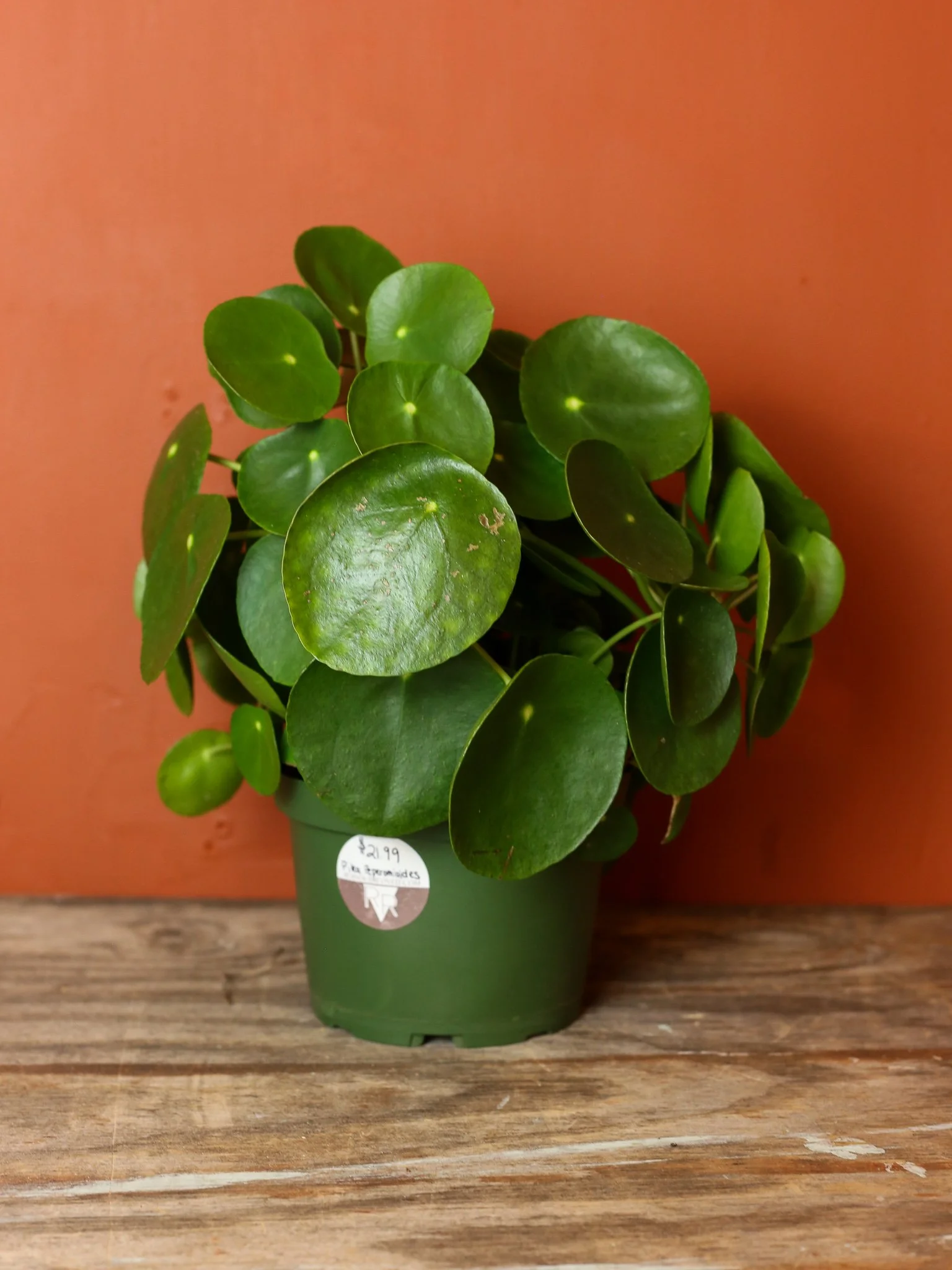 Golden Pothos 8 inch Hanging — RUINOUS REVIVED