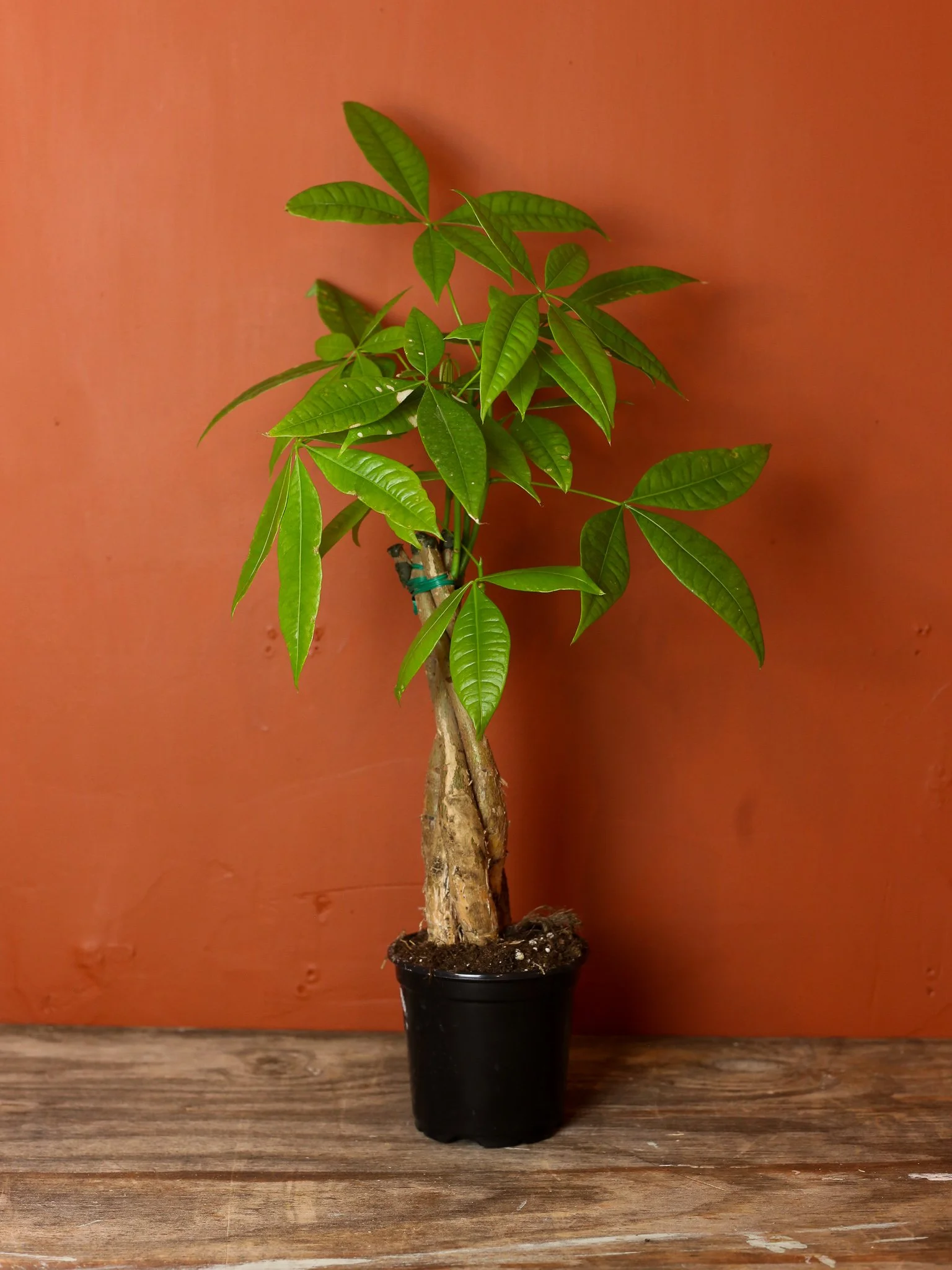 Plants — RUINOUS REVIVED