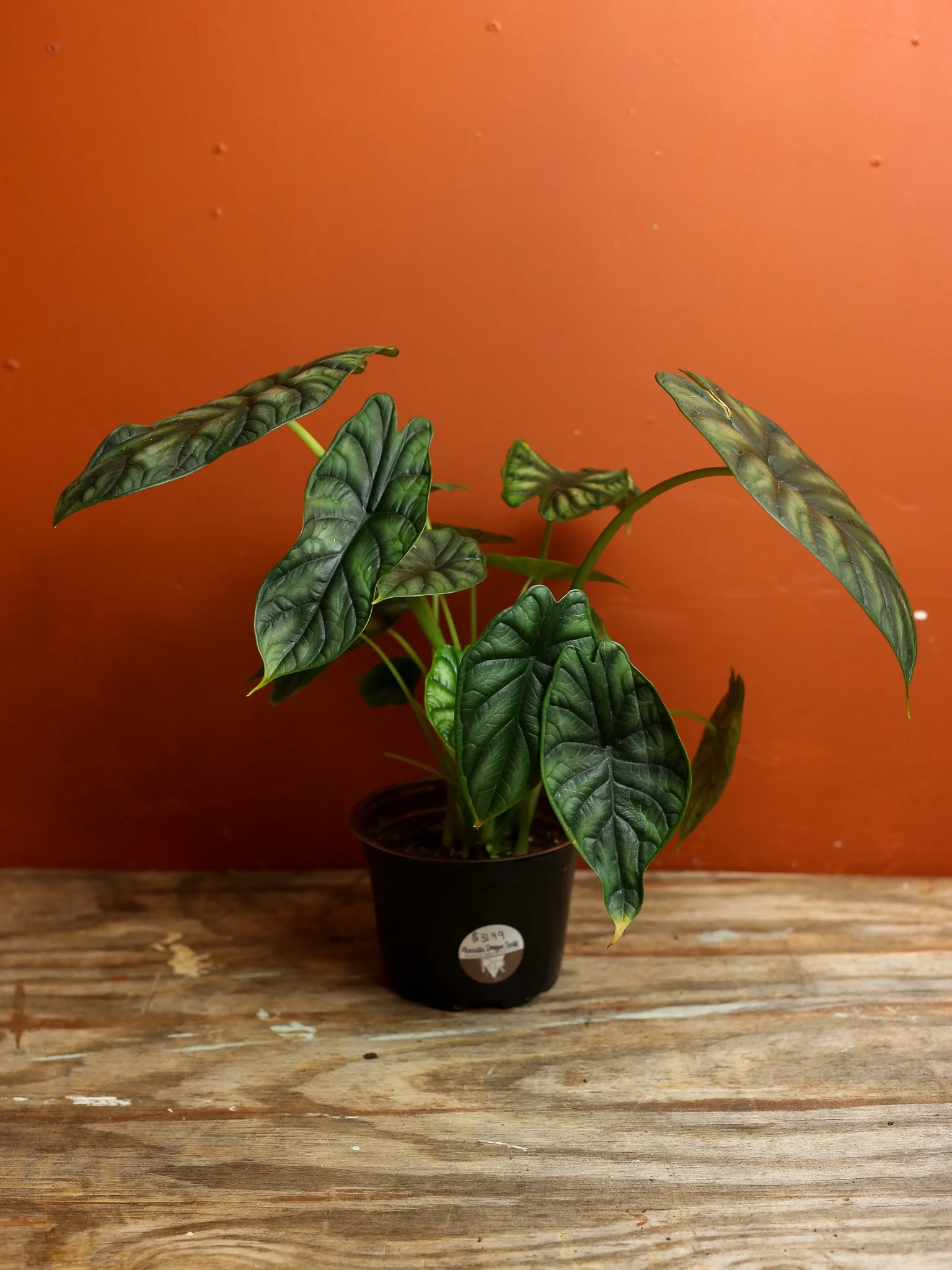 Plants — RUINOUS REVIVED