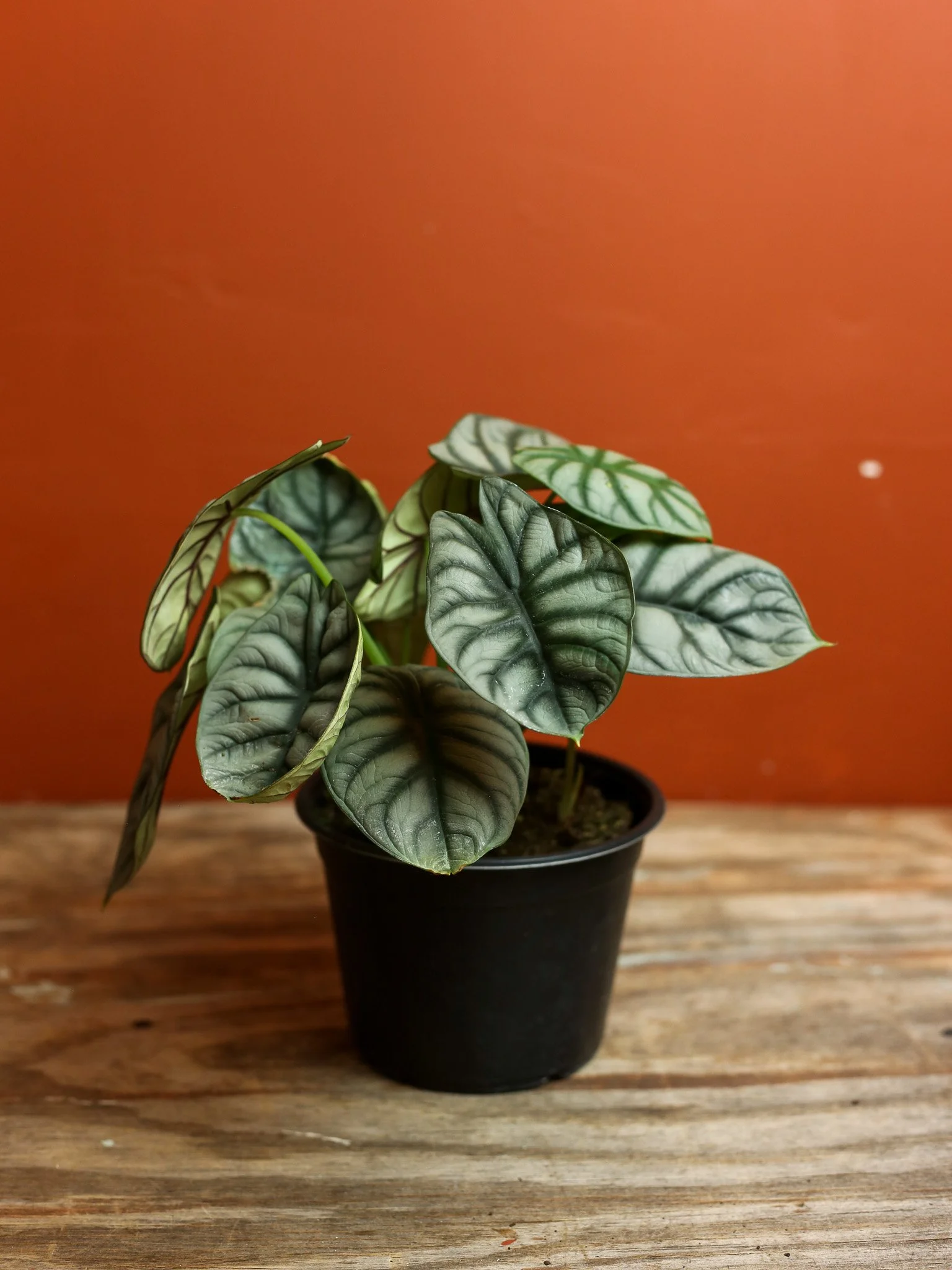 String of Turtles 4 Inch — RUINOUS REVIVED