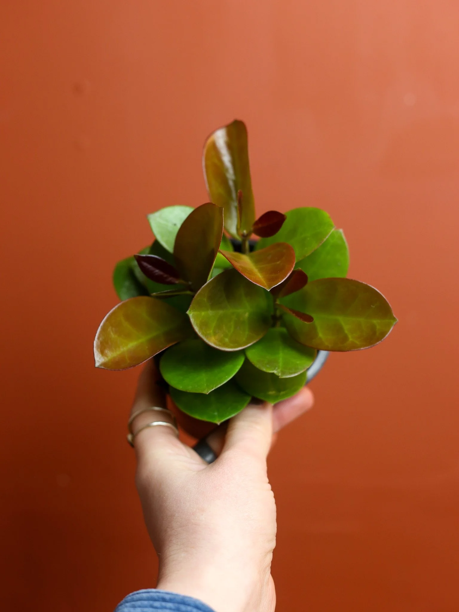 Neon Pothos 4 Inch — RUINOUS REVIVED