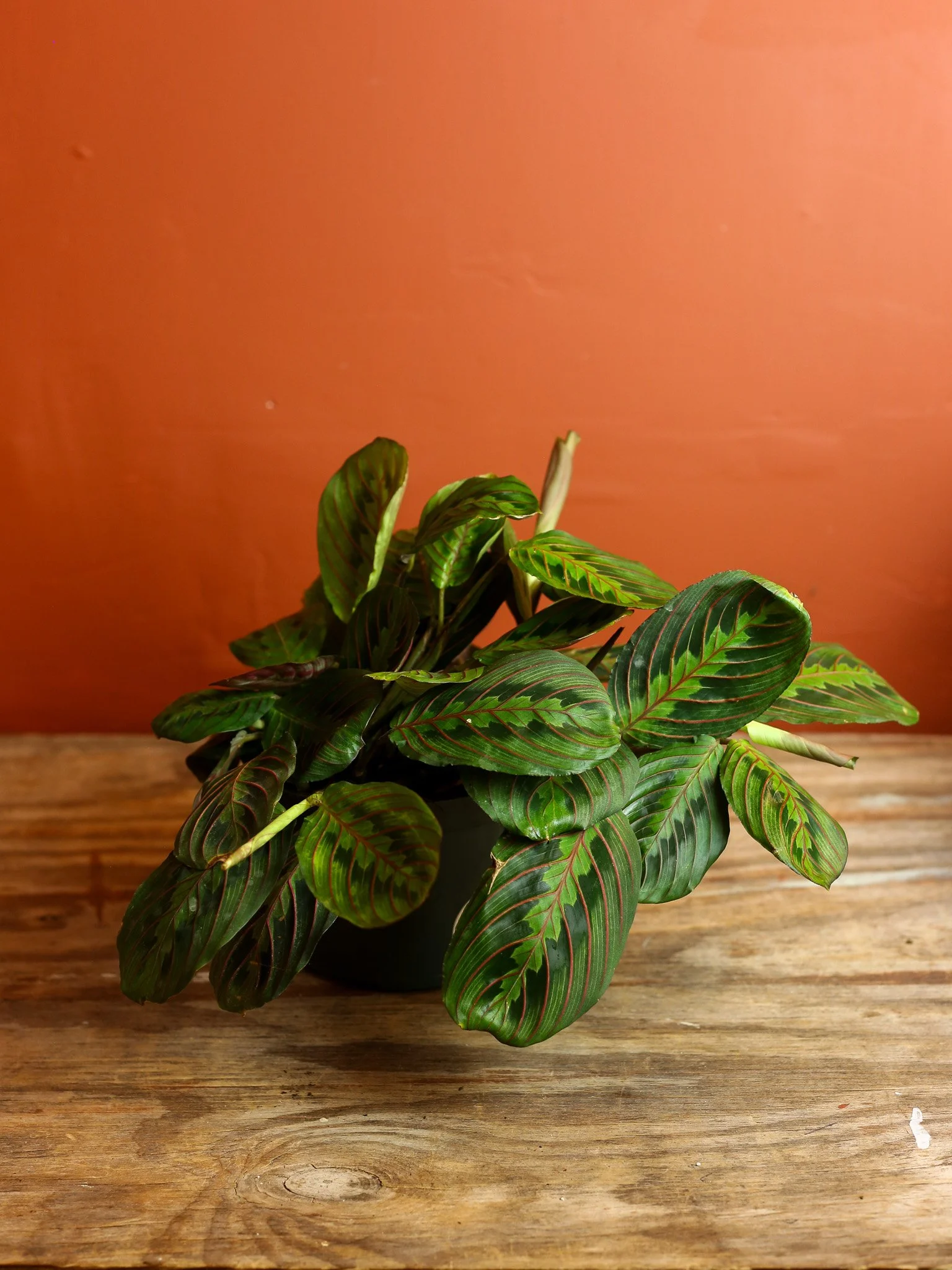Green Maranta Variegated 4 Inch — RUINOUS REVIVED