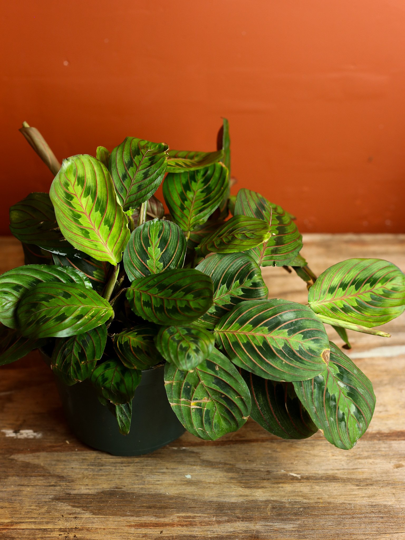 Green Maranta Variegated 4 Inch — RUINOUS REVIVED