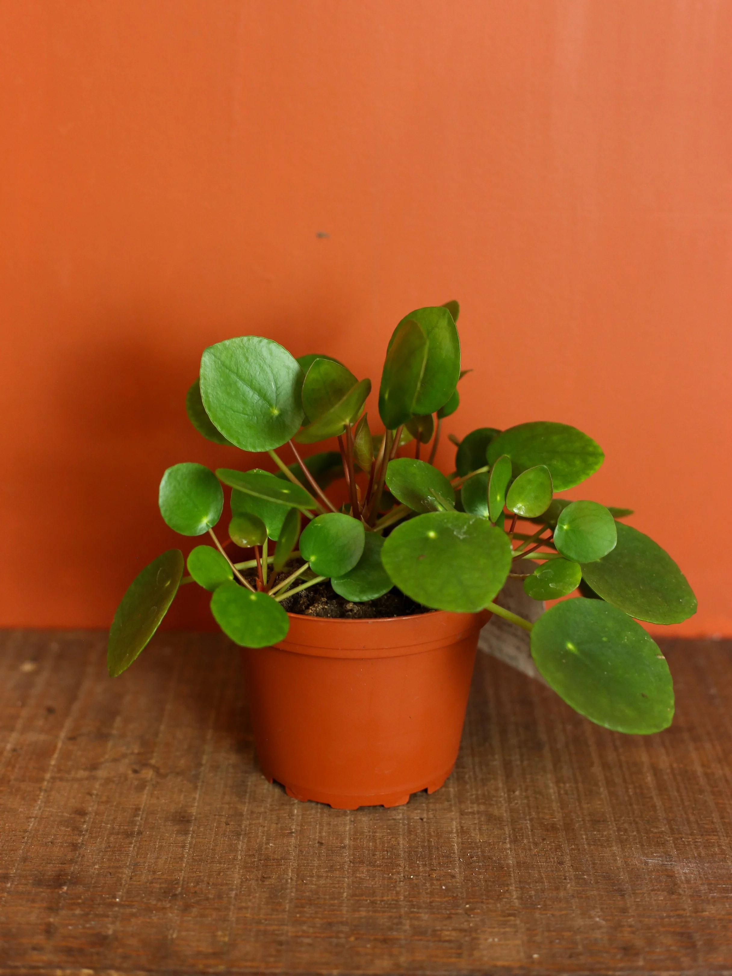 Golden Pothos 8 inch Hanging — RUINOUS REVIVED