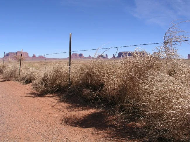 Tumbleweed Trail — THE TUMBLEWEED TRAIL PROJECT
