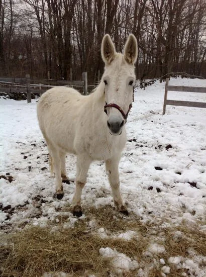 This Old White Mule of Mine — THE TUMBLEWEED TRAIL PROJECT