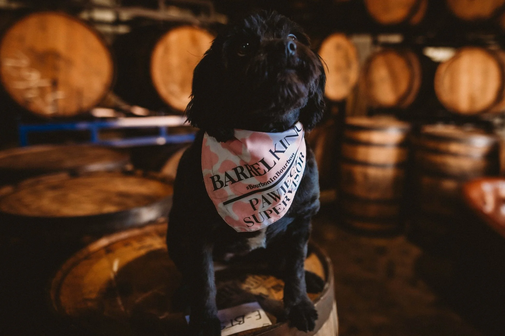 About — Barrel King