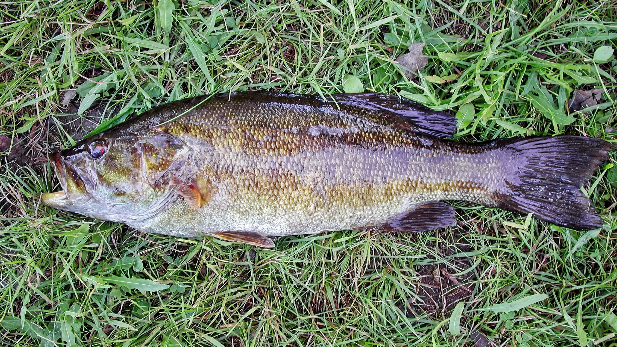 Atlantic Whitefish — Bentzen Lab: Molecular Ecology & Conservation