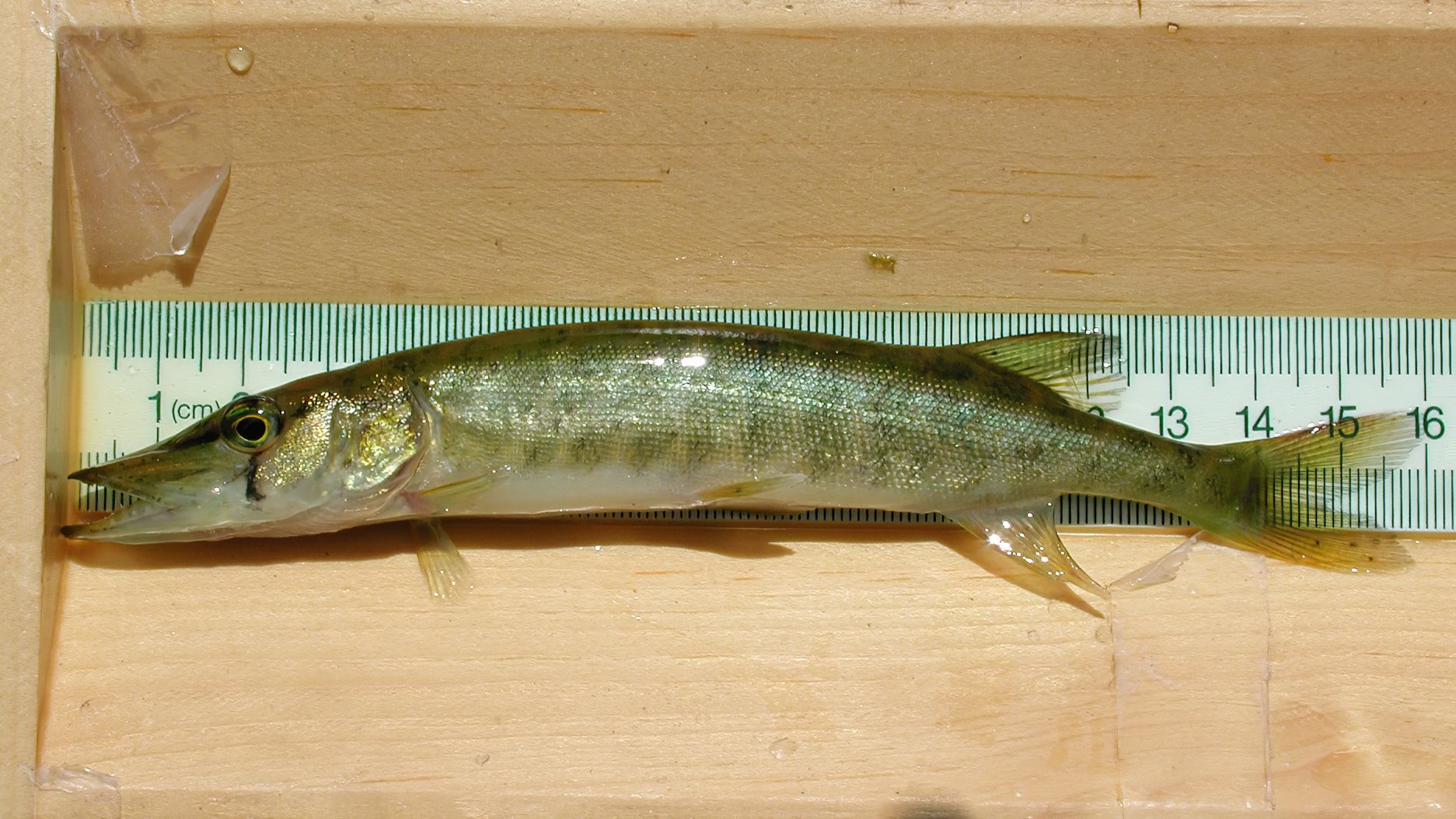 Atlantic Whitefish — Bentzen Lab: Molecular Ecology & Conservation