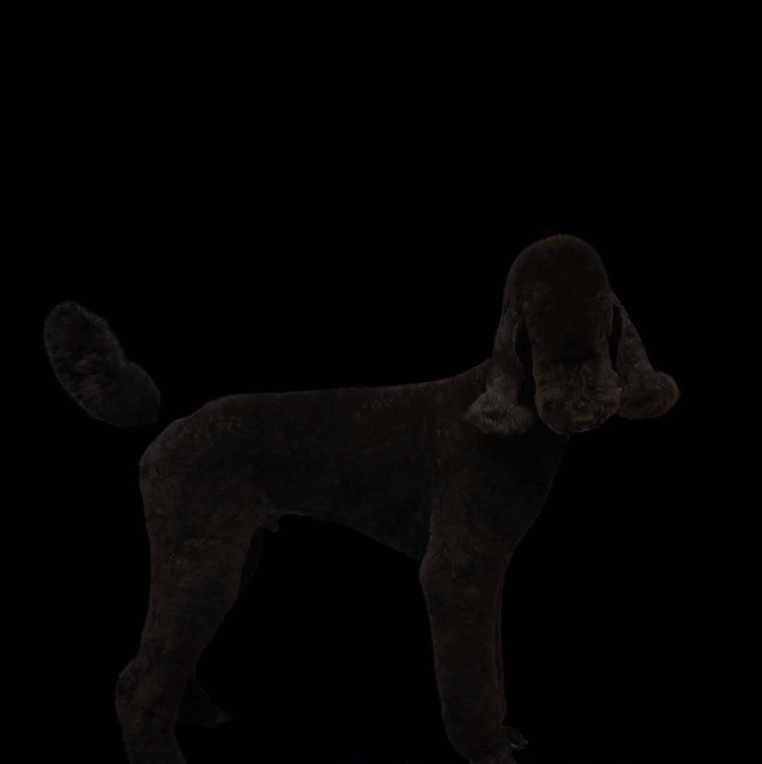 Dashing Dog