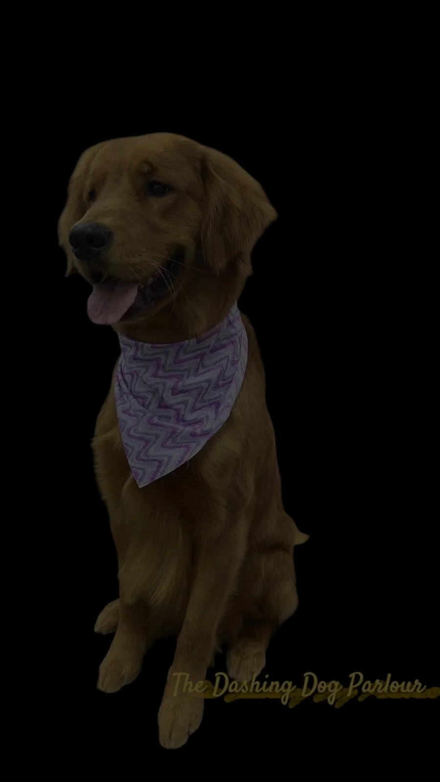 Dashing Dog