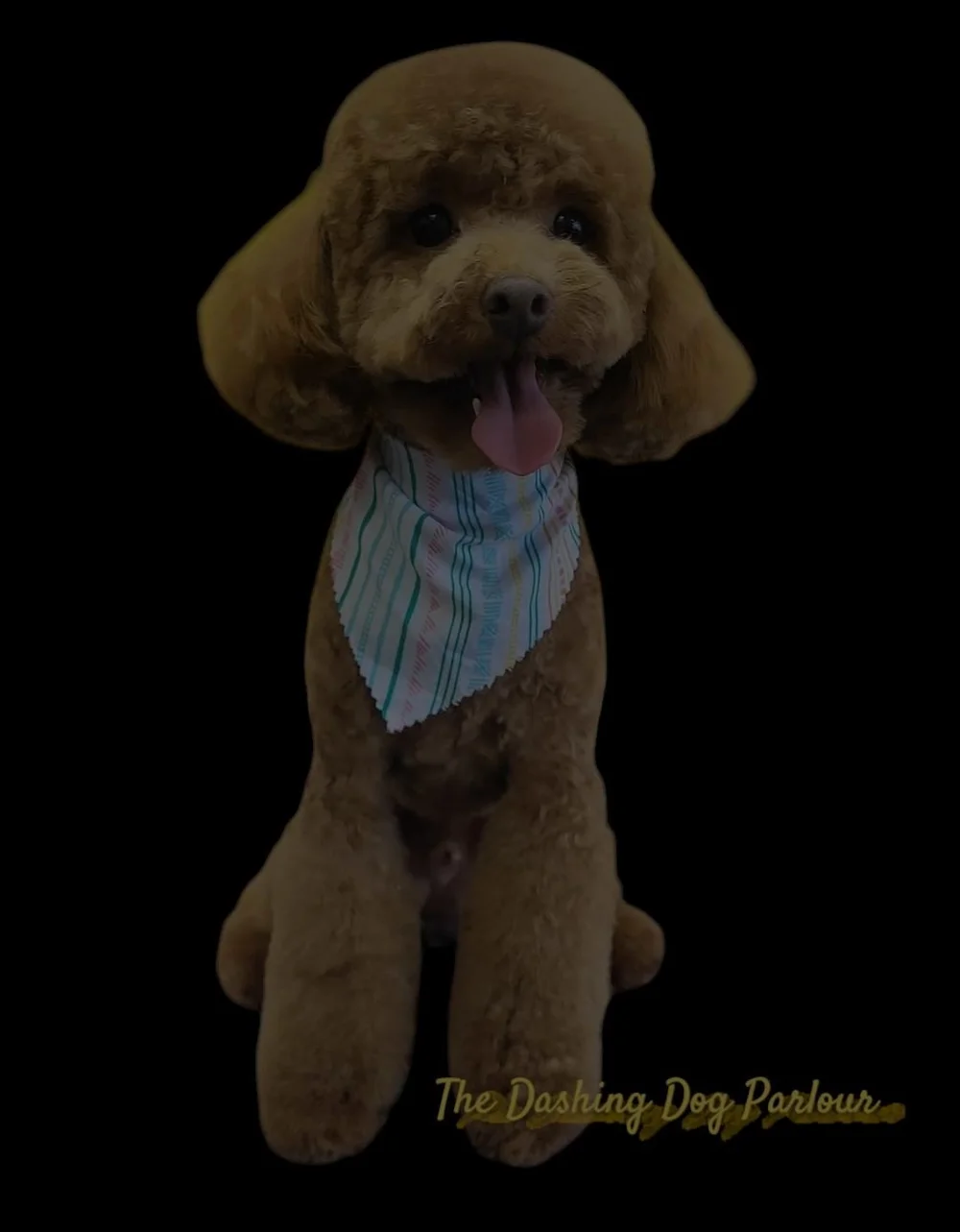 Dashing Dog