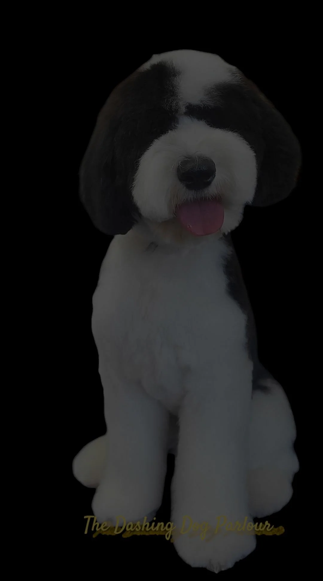 Dashing Dog