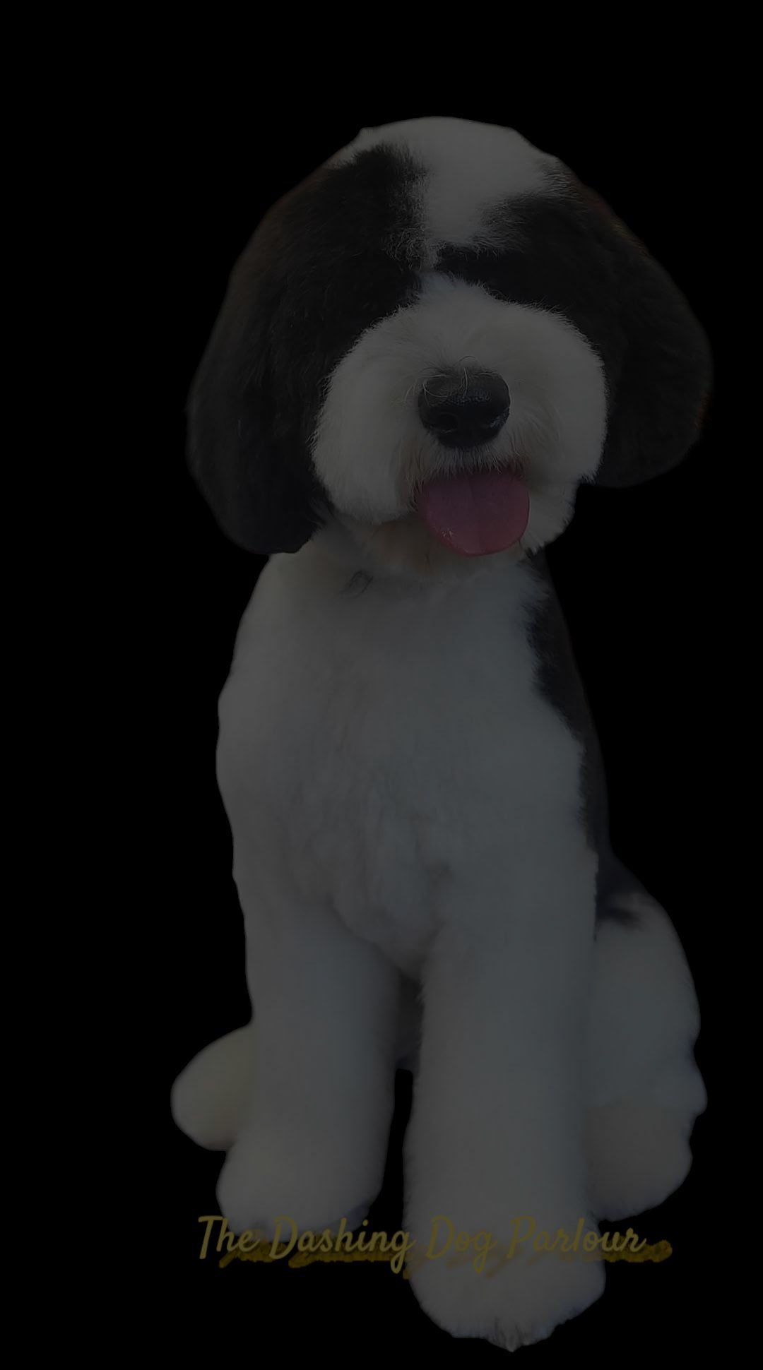 Dashing Dog