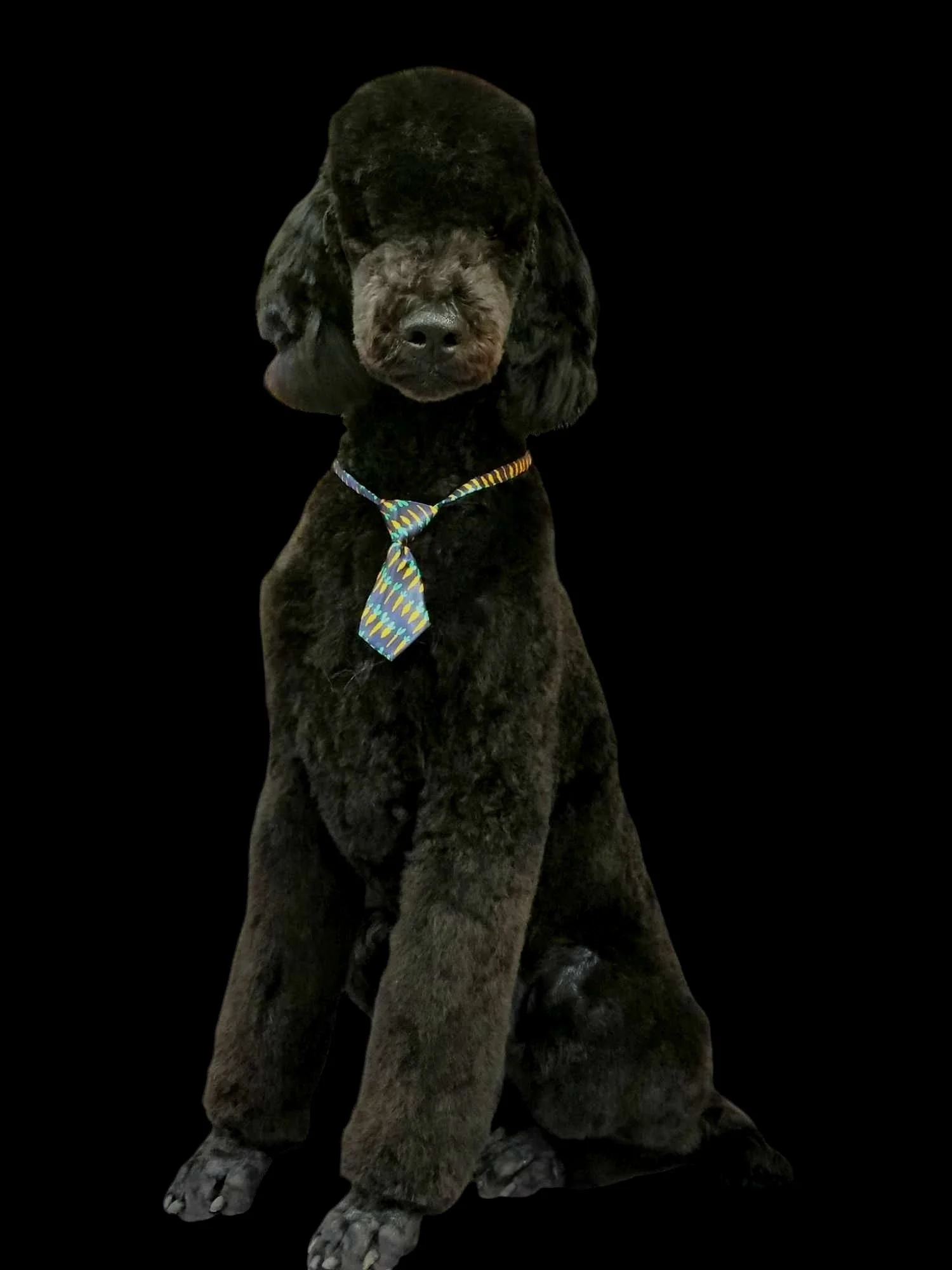 New Clients — Dashing Dog