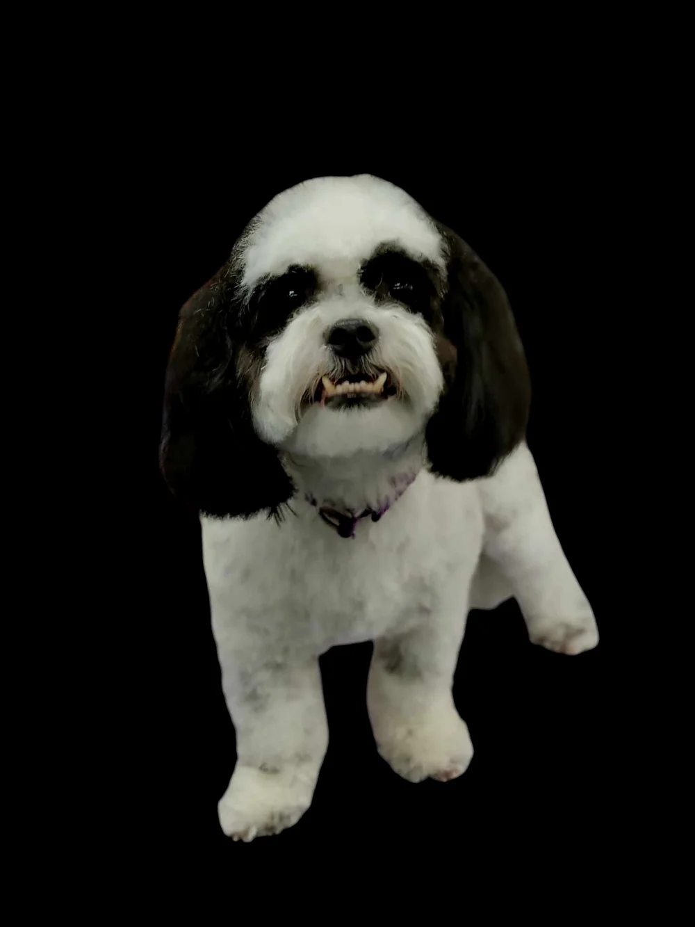 New Clients — Dashing Dog