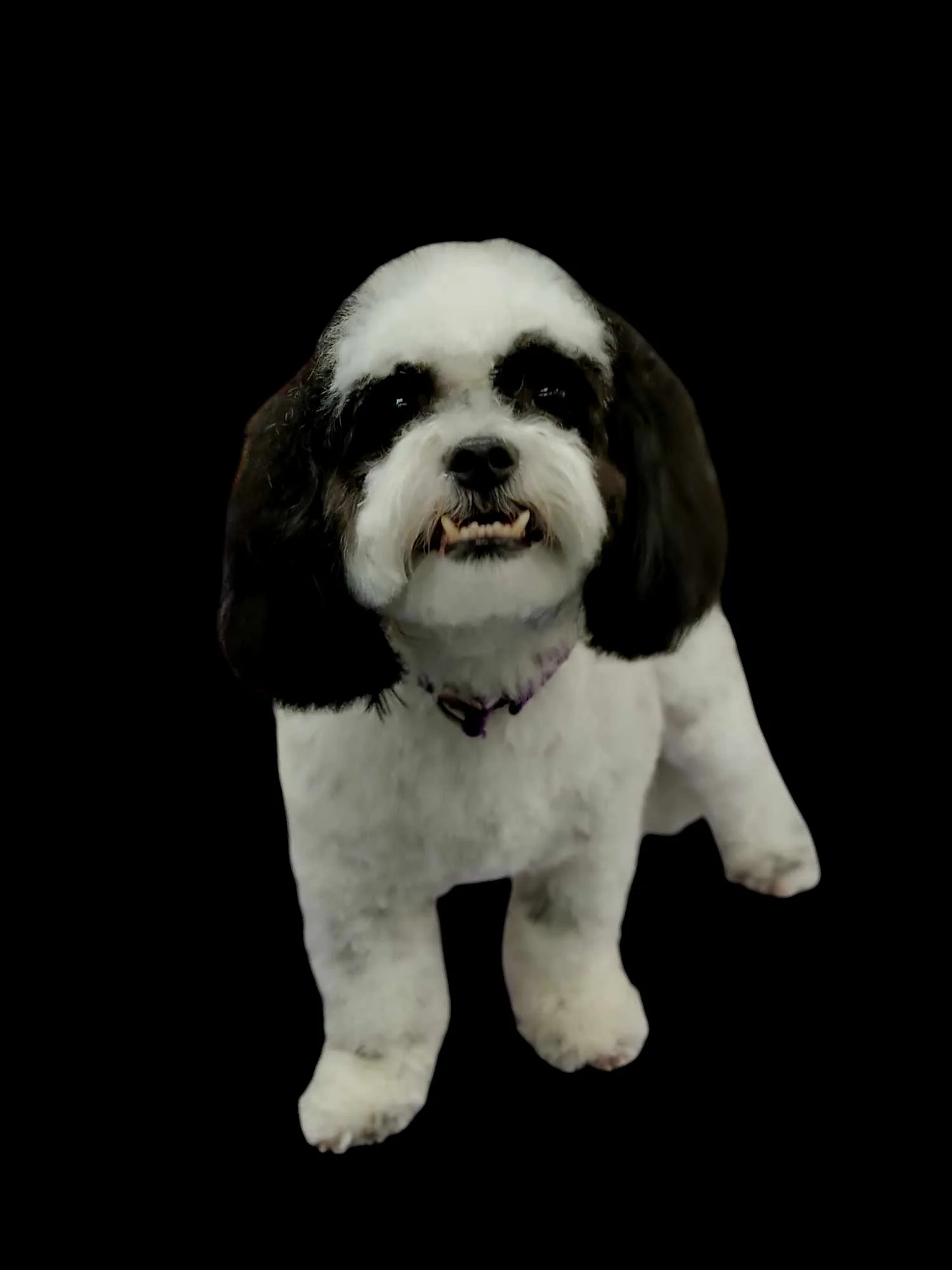 New Clients — Dashing Dog