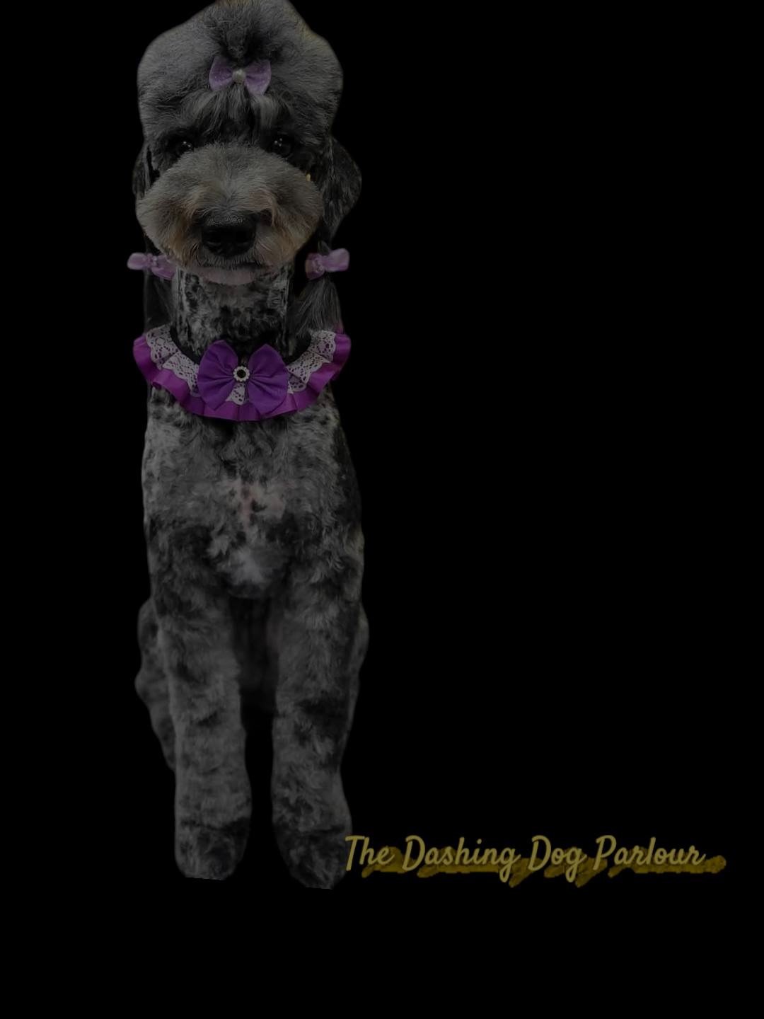 Dashing Dog