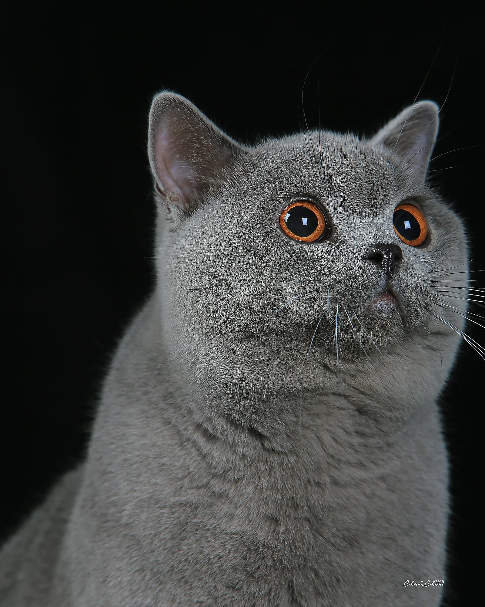 ChubbyBuddy Cats