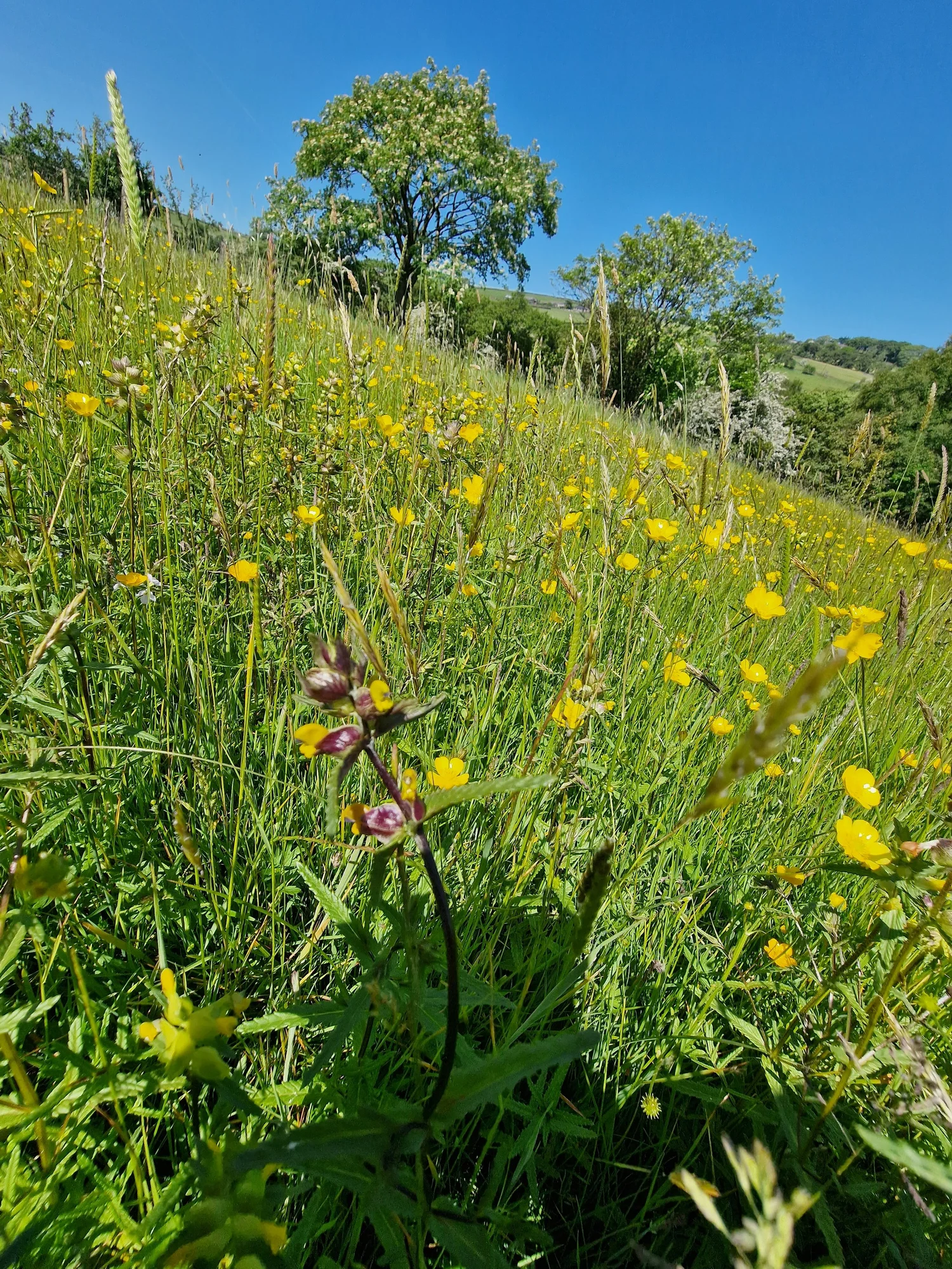 Pennine Lancashire Community Farm