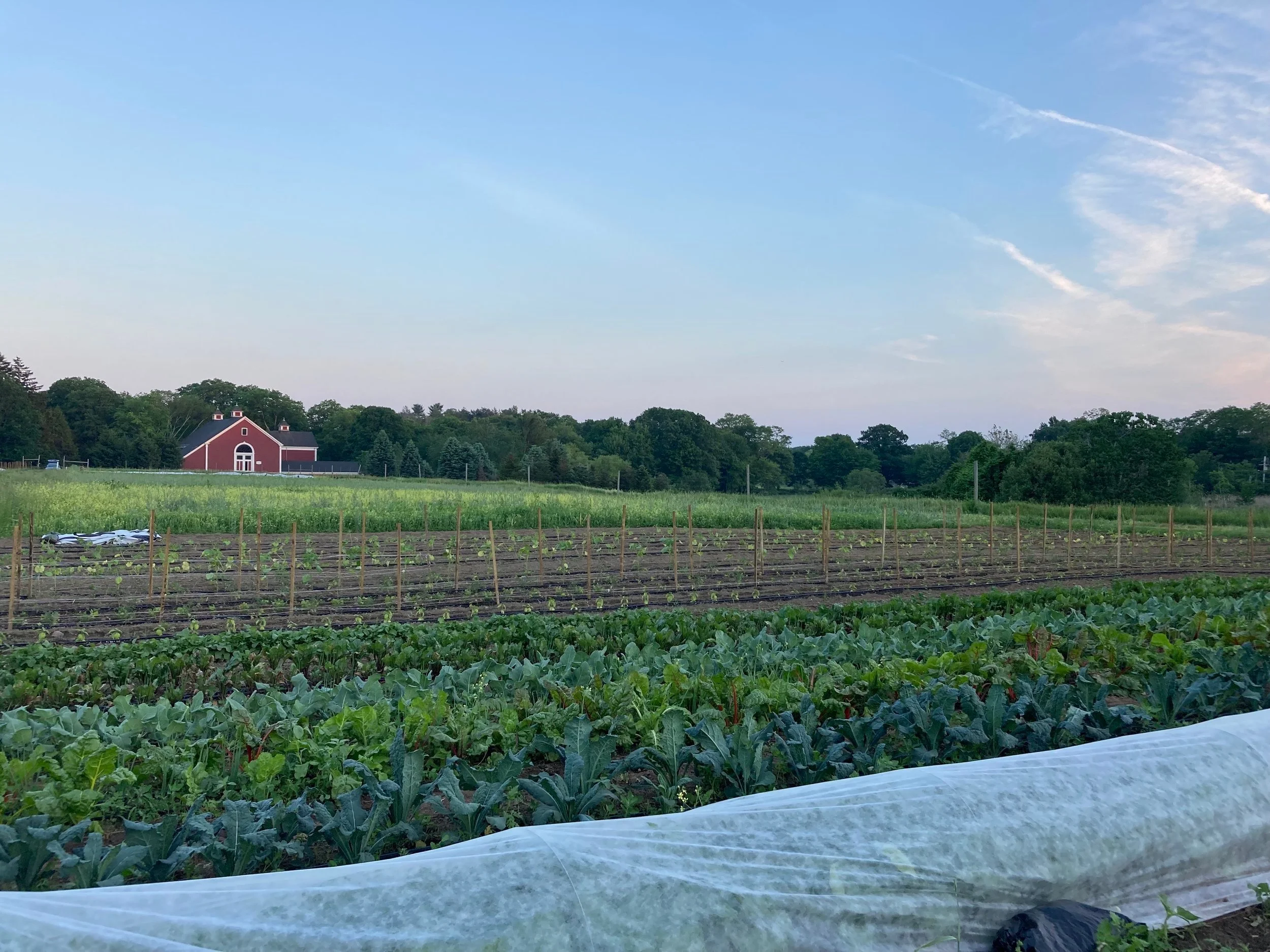Dancing Harvest Farm