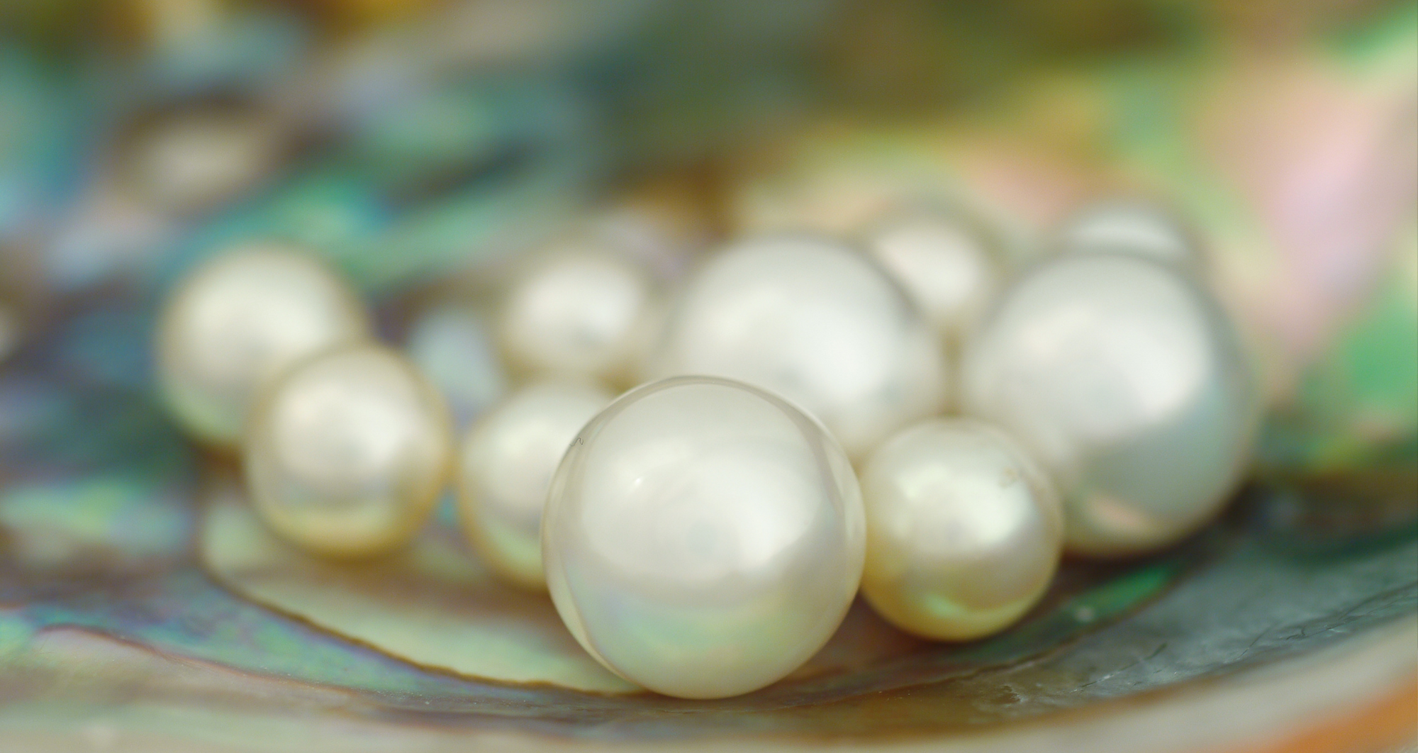 Privacy Policy — THE PEARL PROJECT