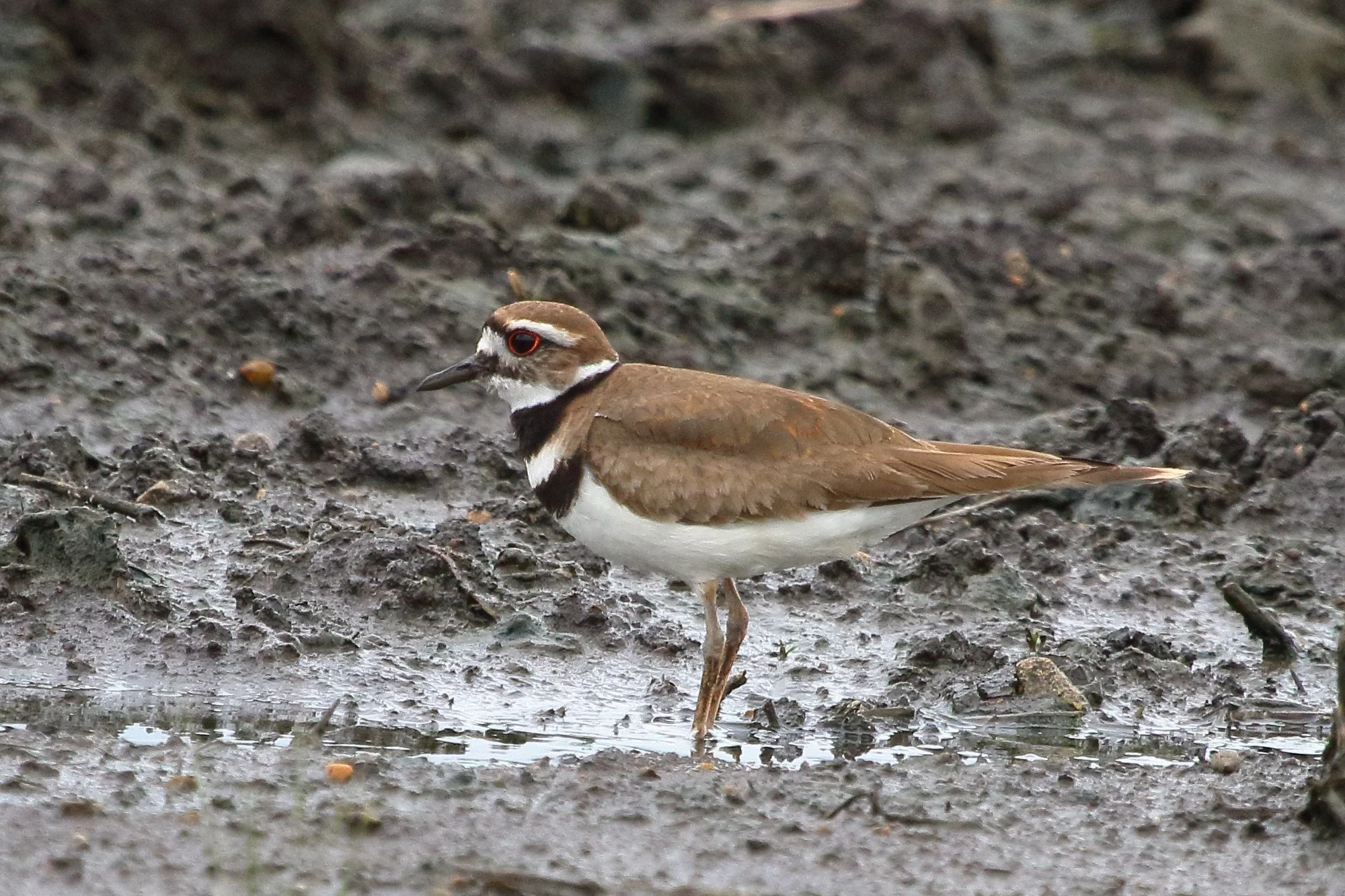 Bird of the Month: Killdeer — Champaign County Audubon Society