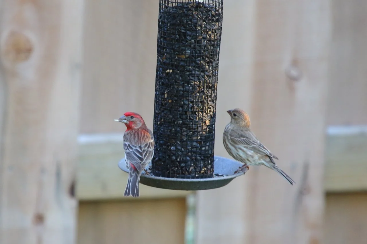 Bird of the Month: House Finch — Champaign County Audubon Society