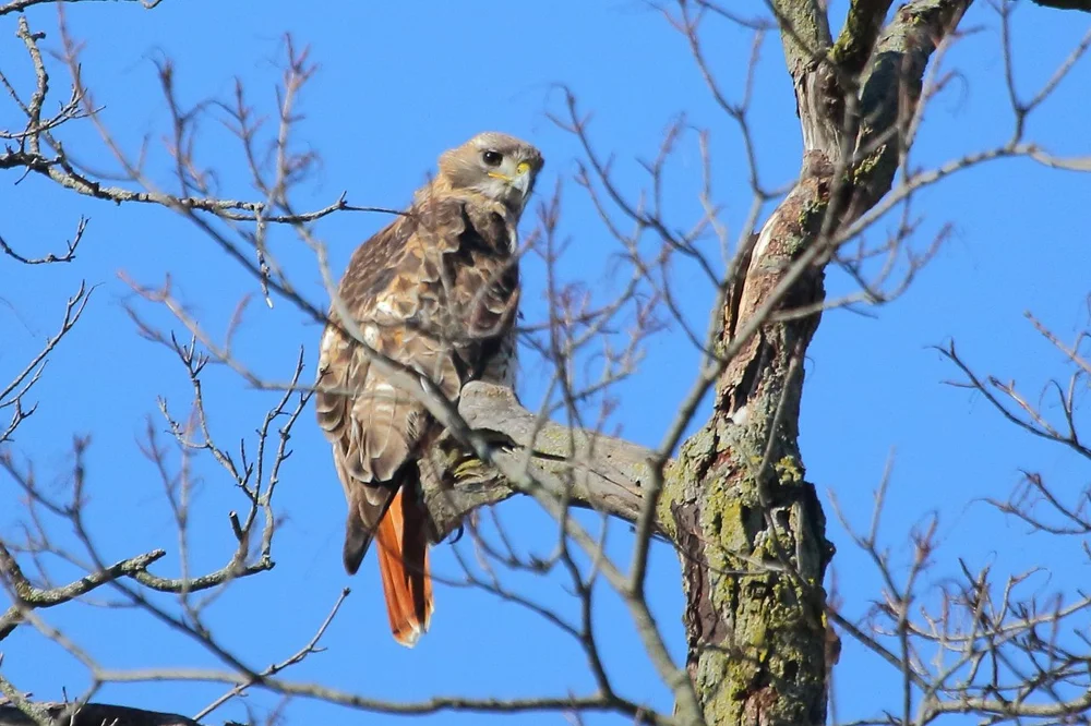 Bird of the Month: Red-tailed Hawk — Champaign County Audubon Society