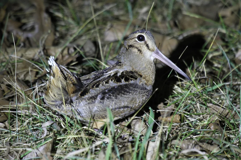 Bird of the Month: American Woodcock — Champaign County Audubon Society