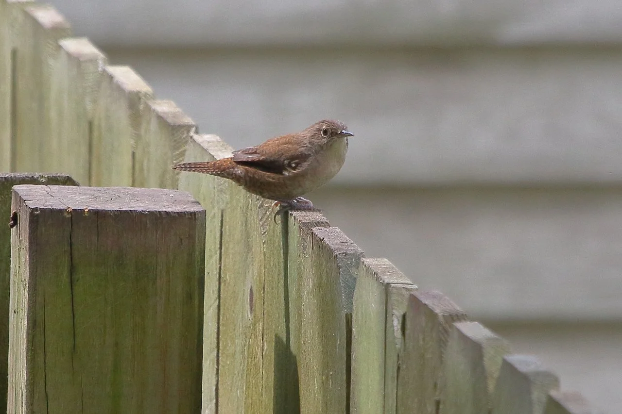 Bird of the Month: Northern House Wren — Champaign County Audubon Society