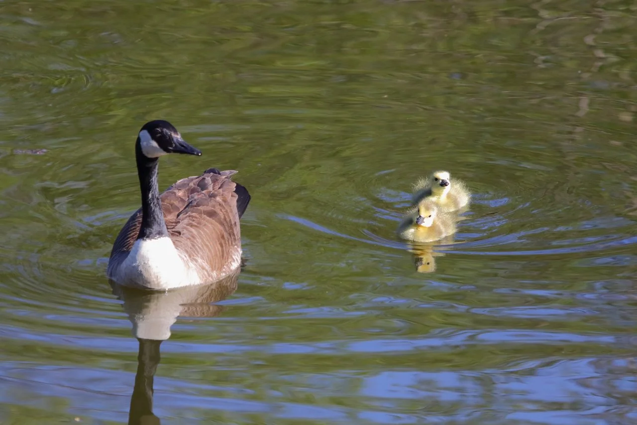 Bird of the Month: Canada Goose — Champaign County Audubon Society