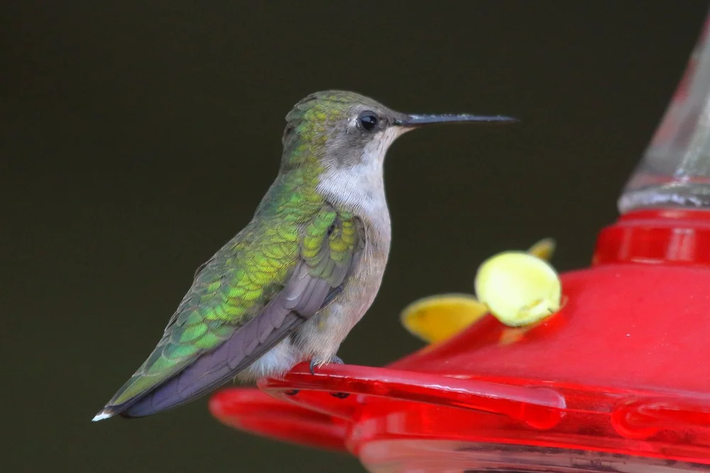 Bird of the Month: Ruby-throated Hummingbird — Champaign County Audubon ...