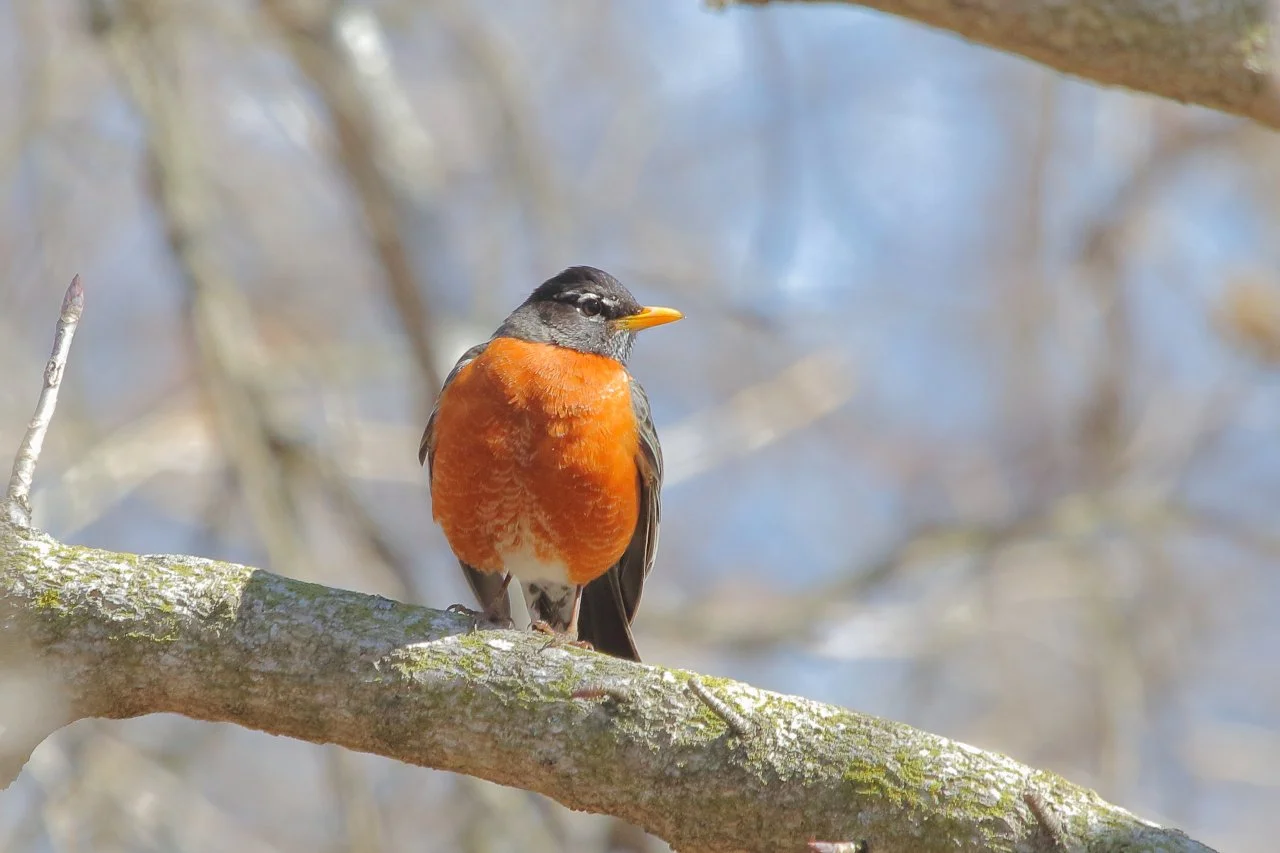 Bird of the Month: American Robin — Champaign County Audubon Society